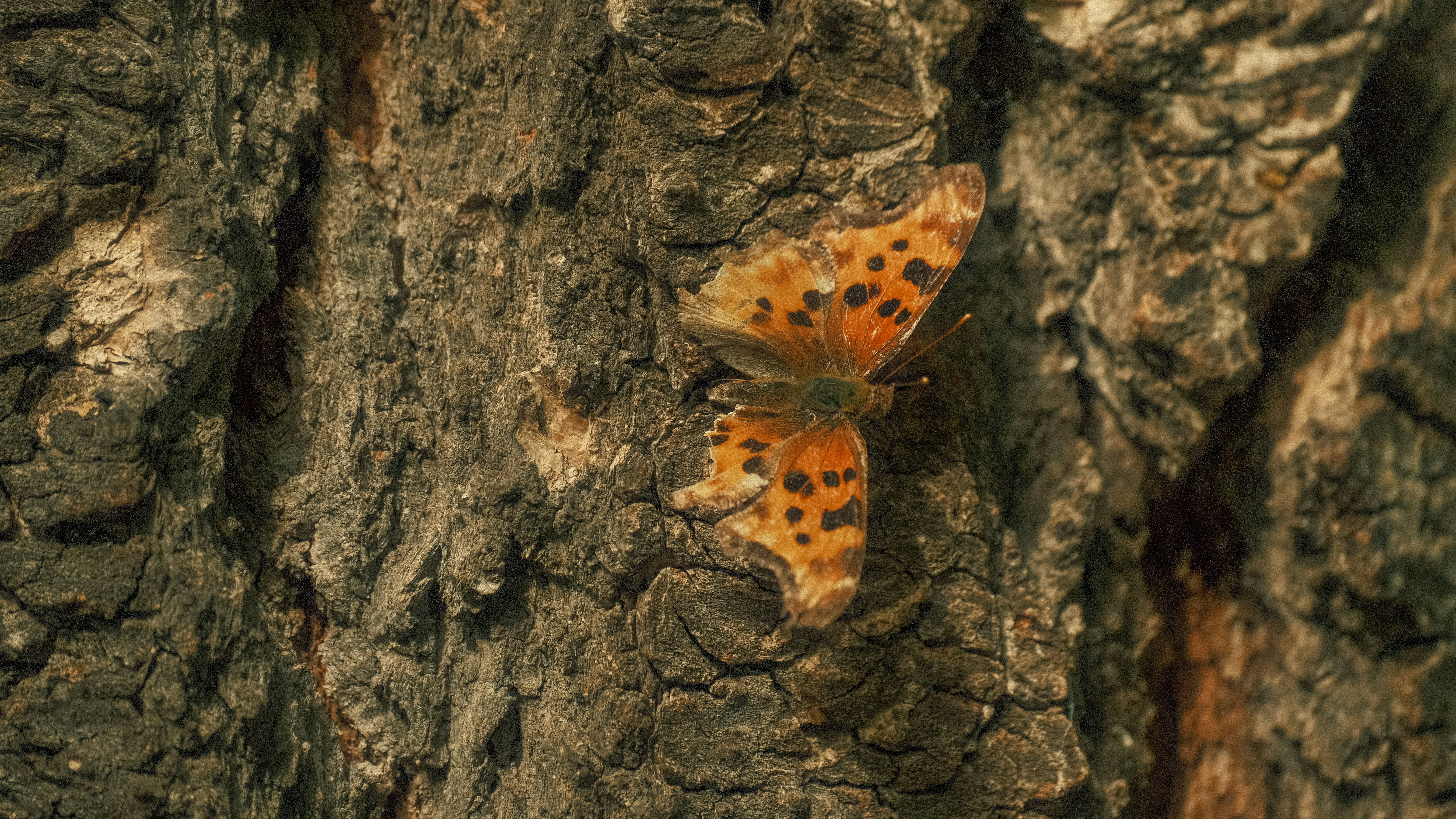 Photo by Maximus Meadowcroft with Fujifilm X-E4