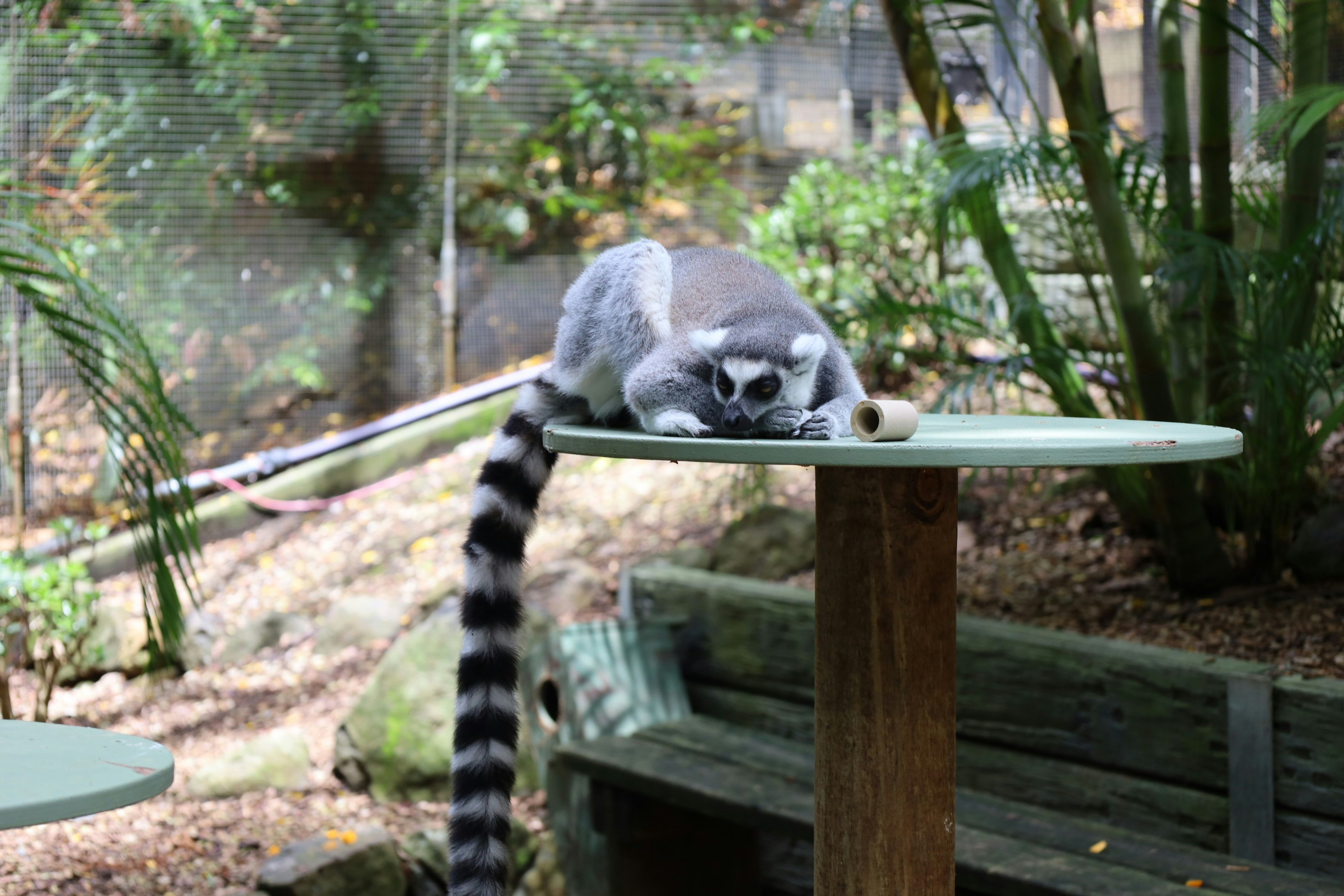 Photo by Carolina Diaz with Canon EOS RP