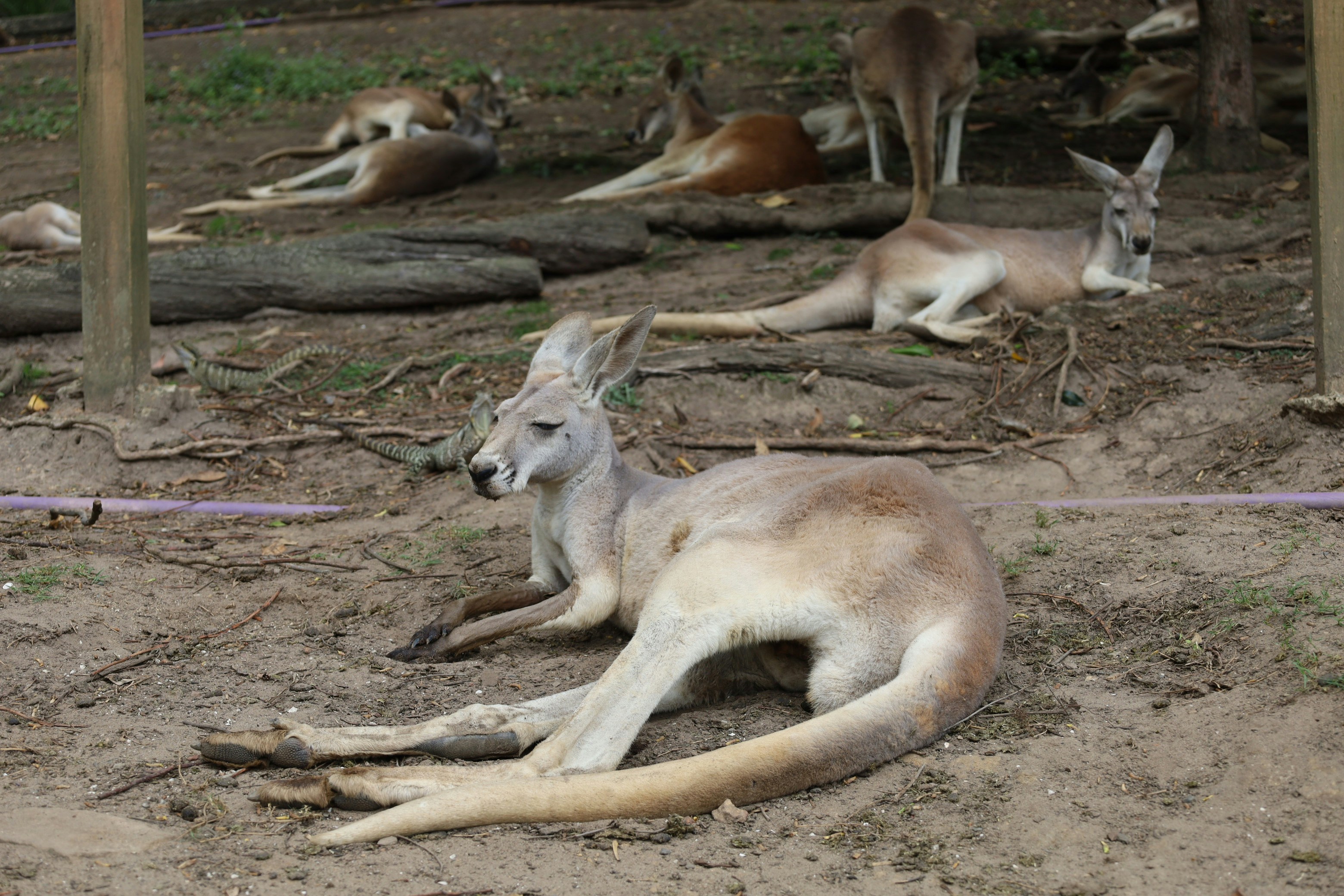 A Quiet Recline: Foreground Kangaroo in a Sandy Enclosure