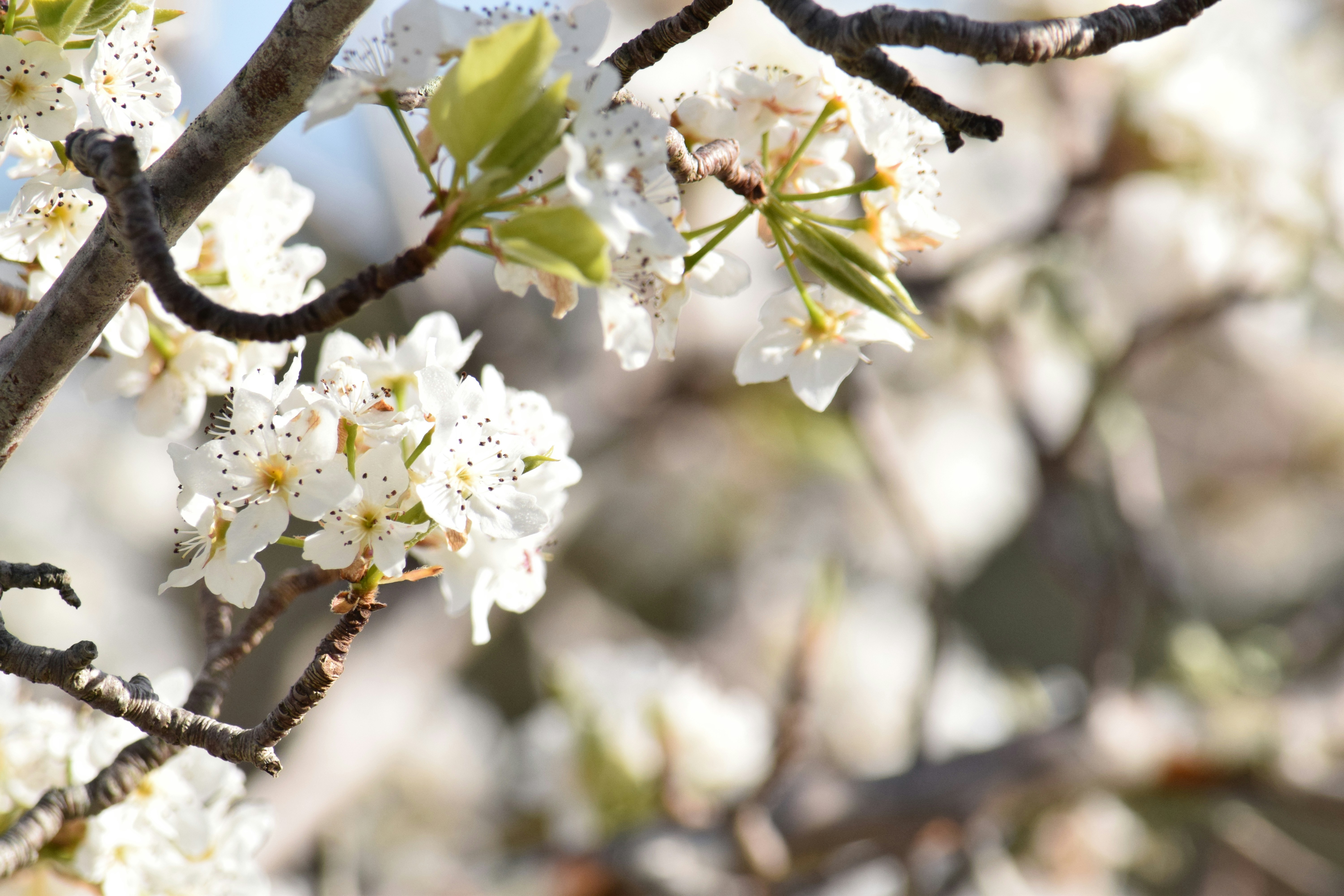White blossoms with delicate petals and budding leaves on a tree branch.