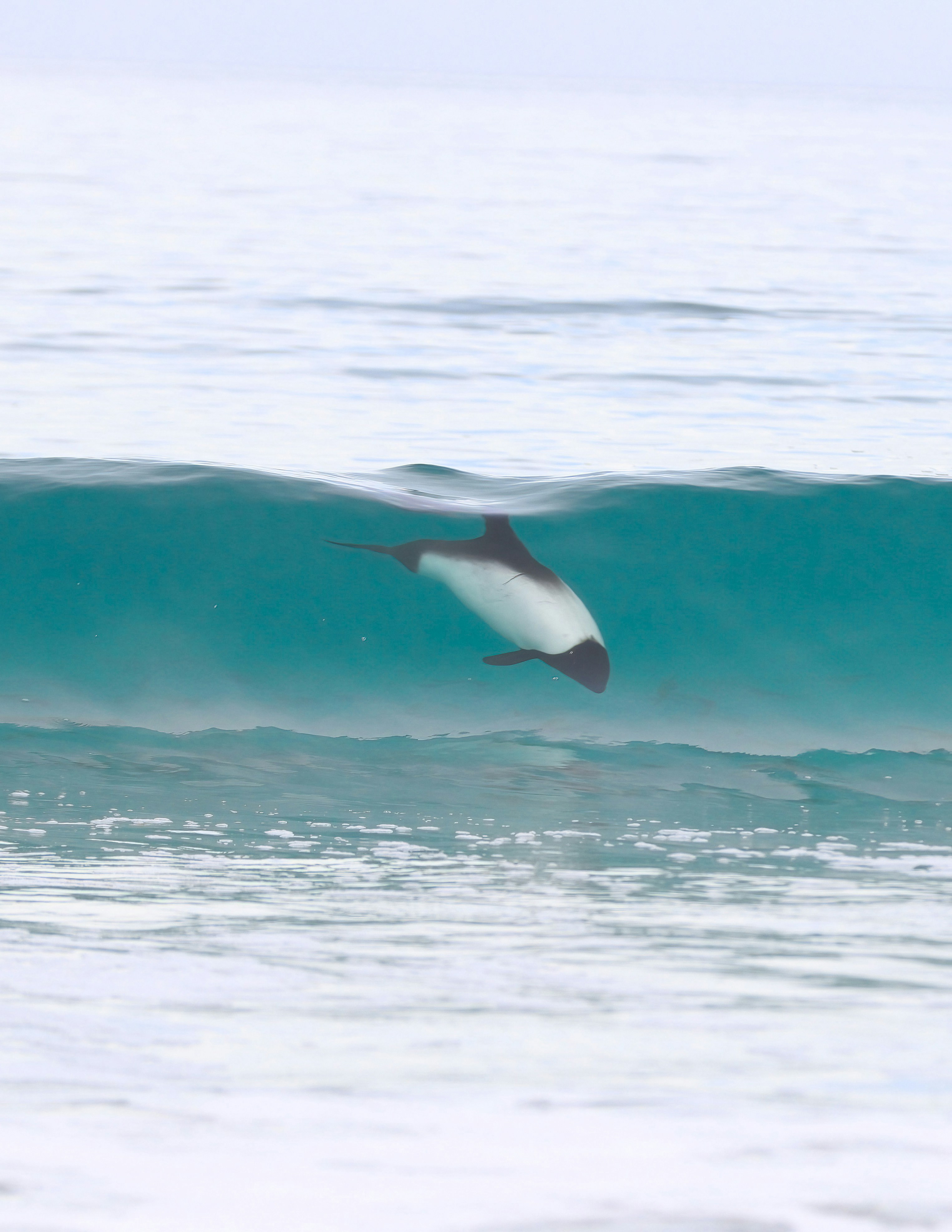 Turquoise Crest: Penguin Silhouette Surfing a Glassy Wave