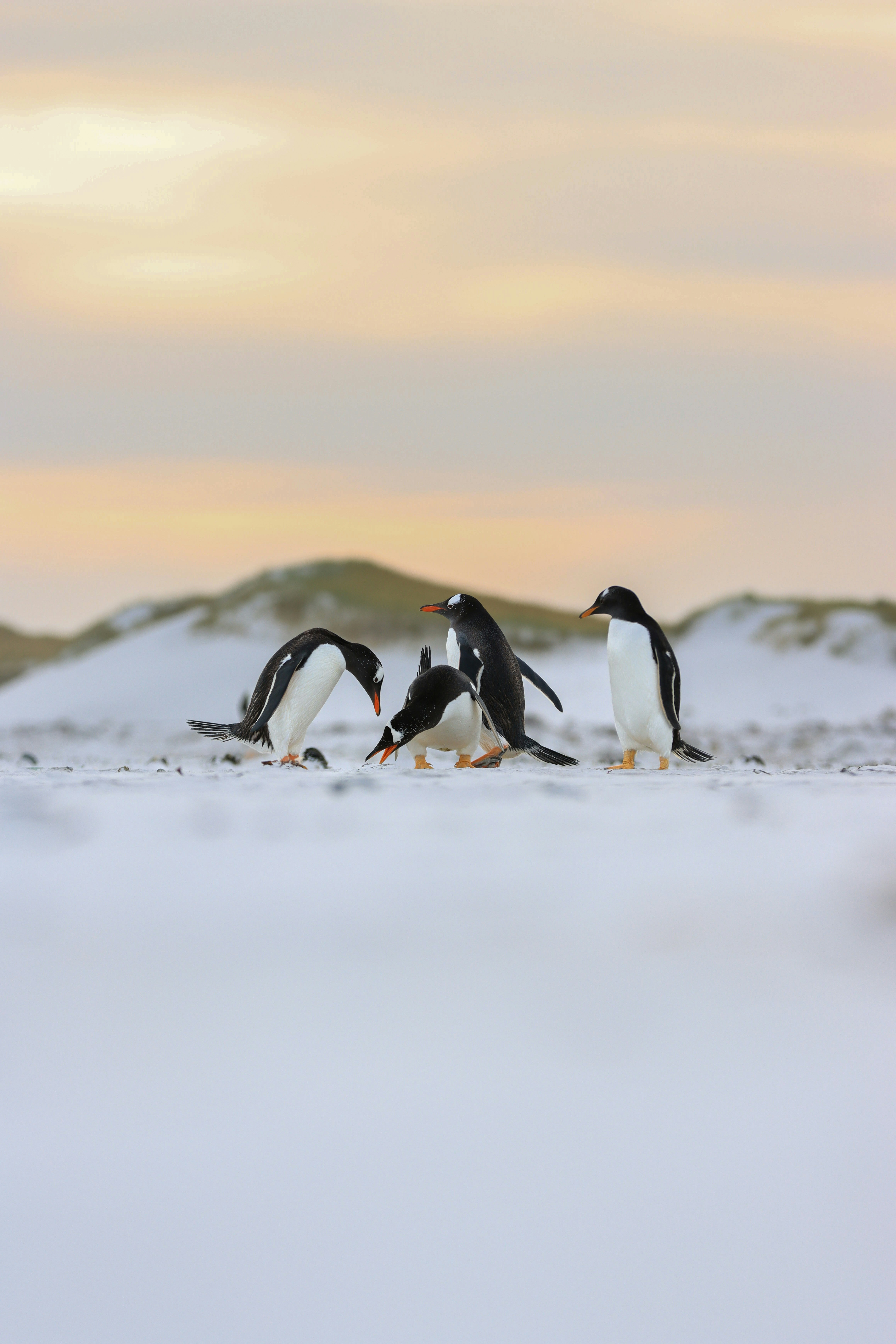 Gentoo Penguins captured at Berthas Beach Falkland Islands