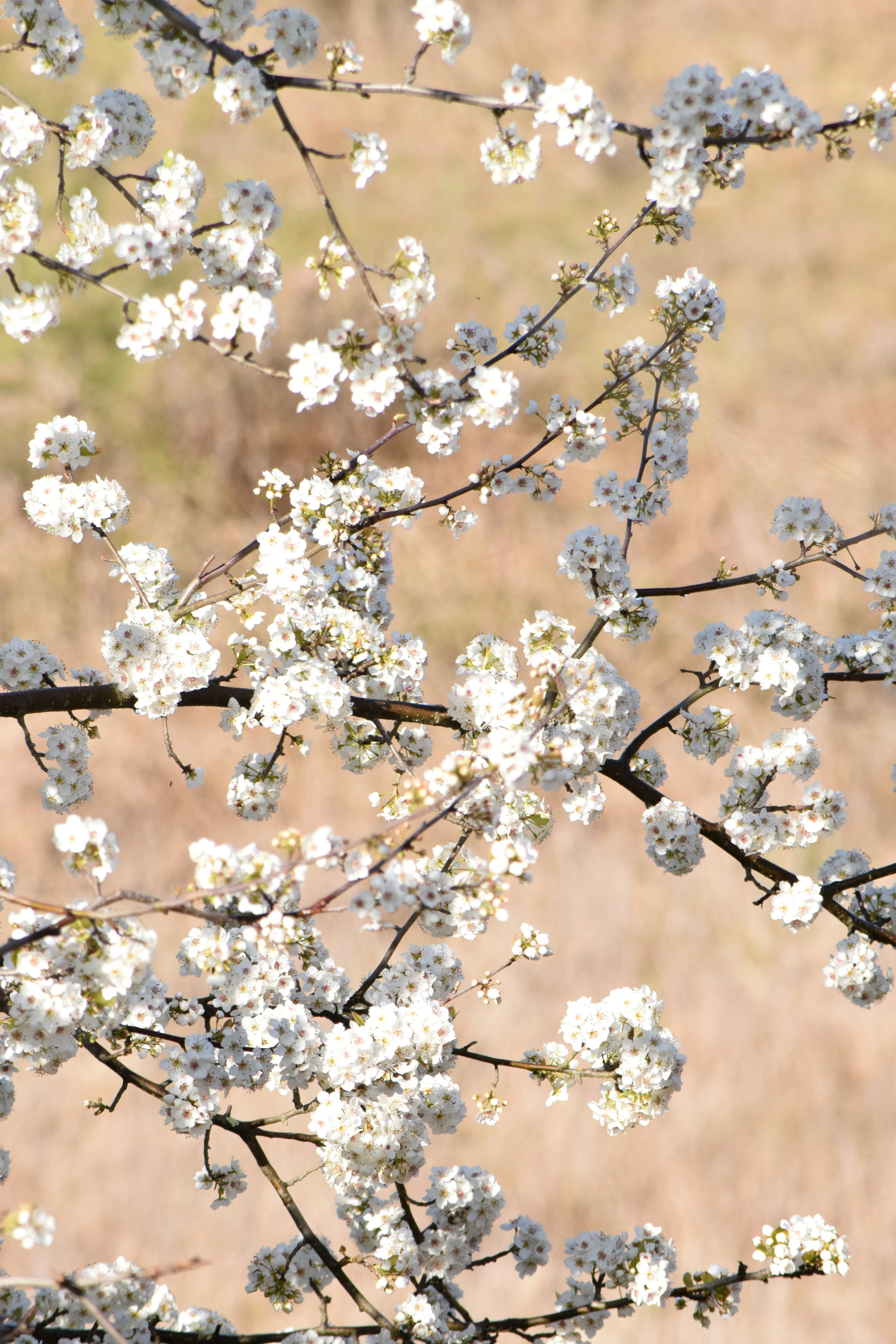 Sunlit White Blossoms Thread Through a Tangle of Branches