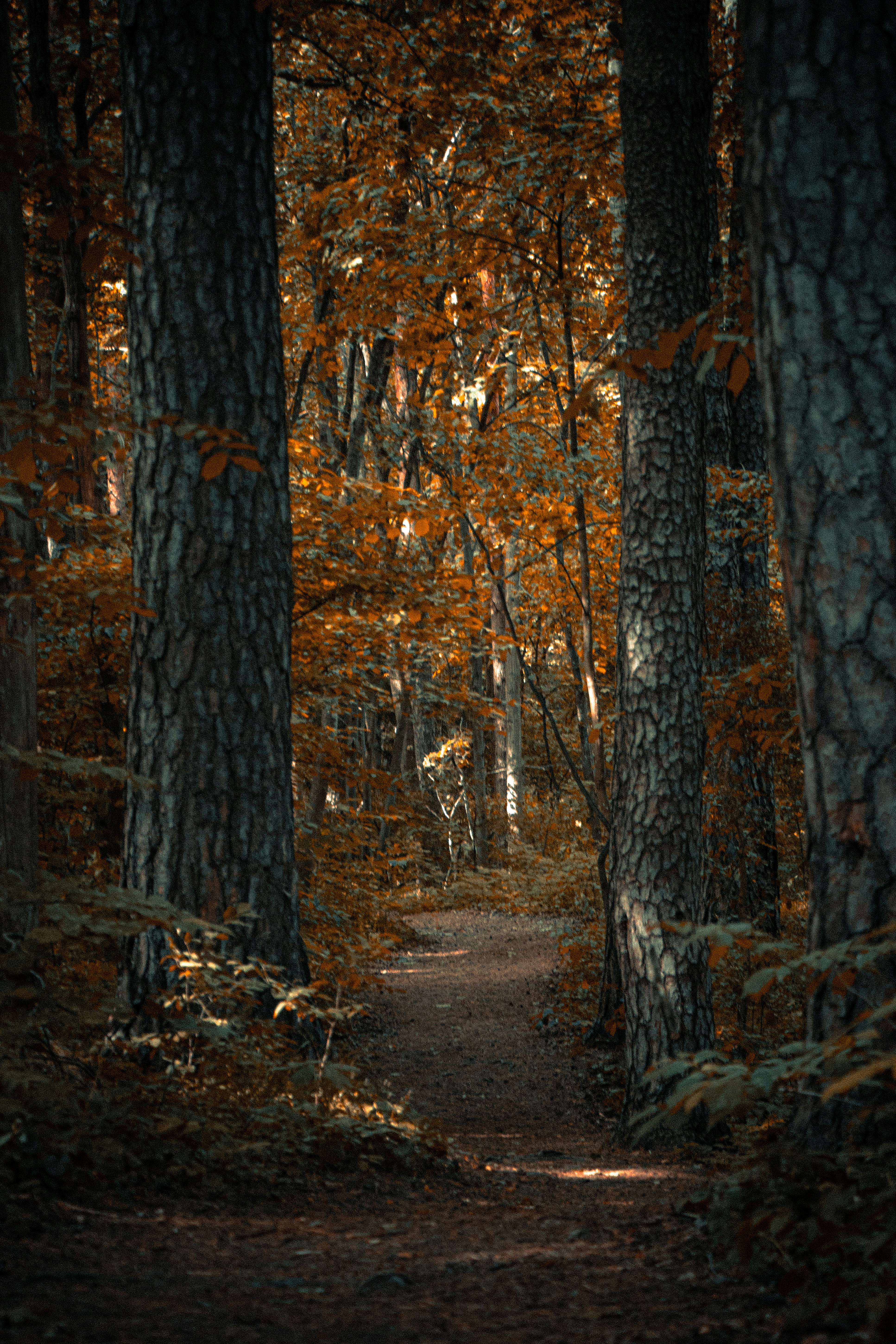 Whispers of Autumn's Path