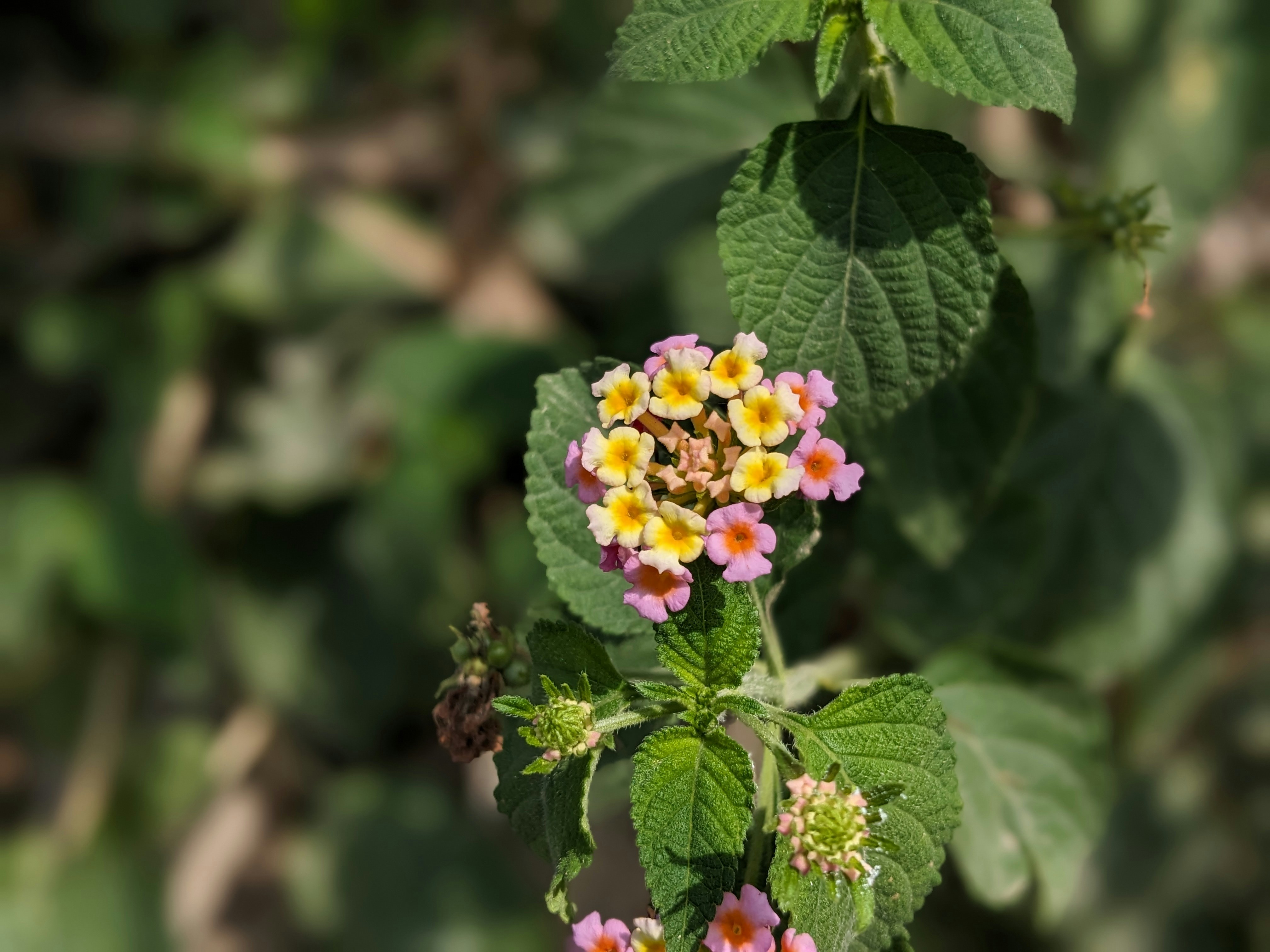 A bunch of small flowers growing on a plant photo – Free Bhakkar Image ...