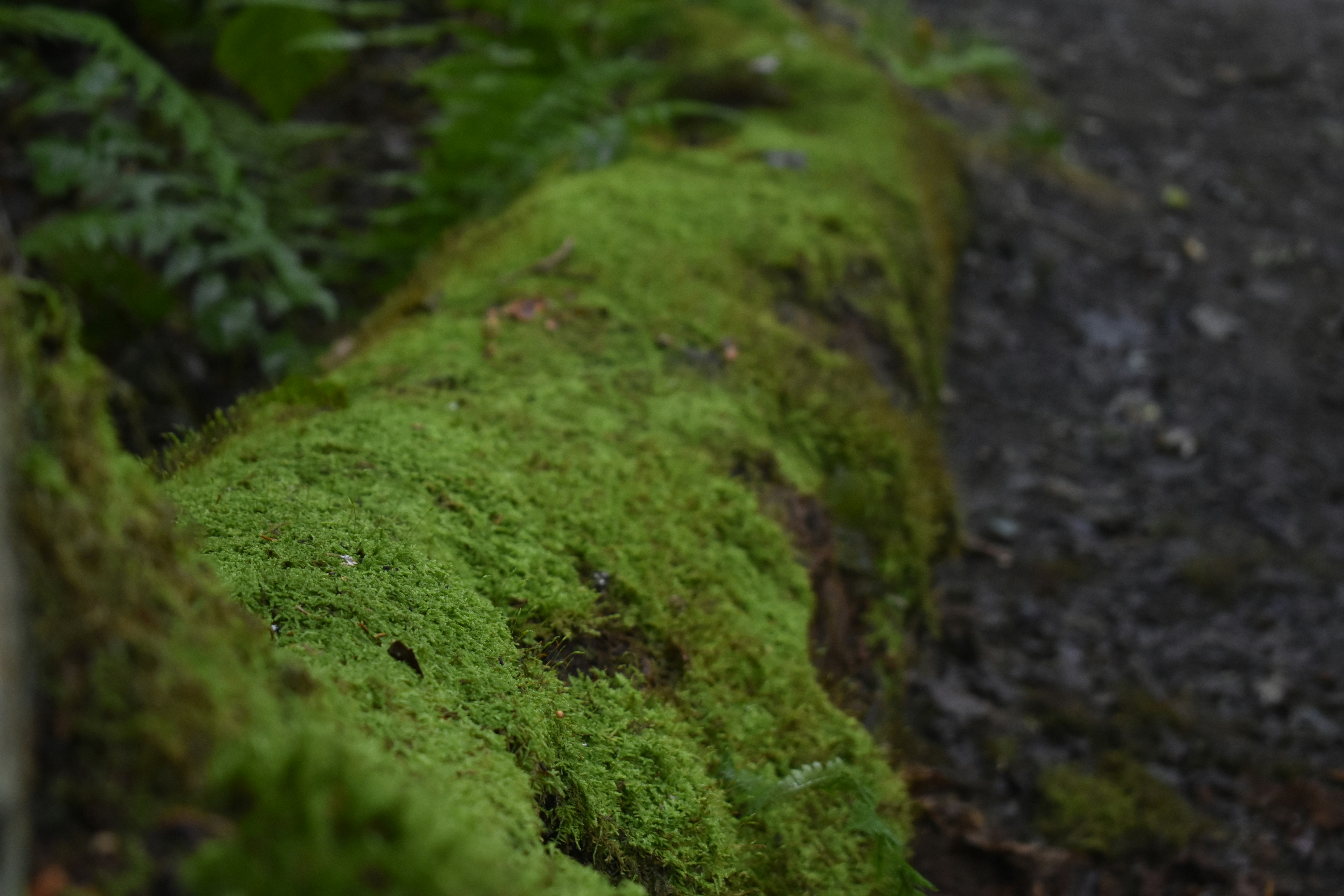 A moss covered log in the middle of a forest photo – Free Nova scotia ...