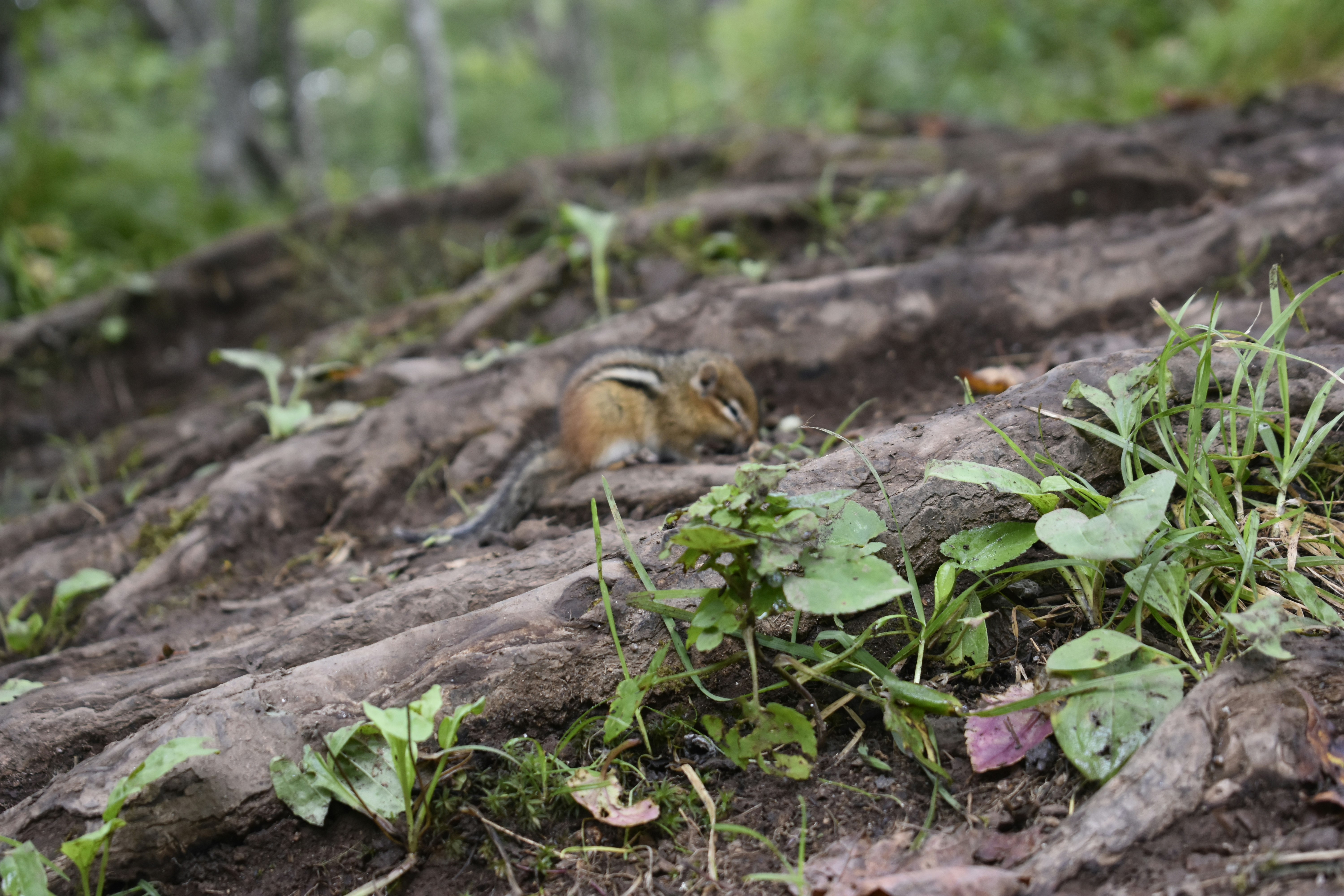 Squirrel Pause on Mossy Logs Under Dappled Canopy