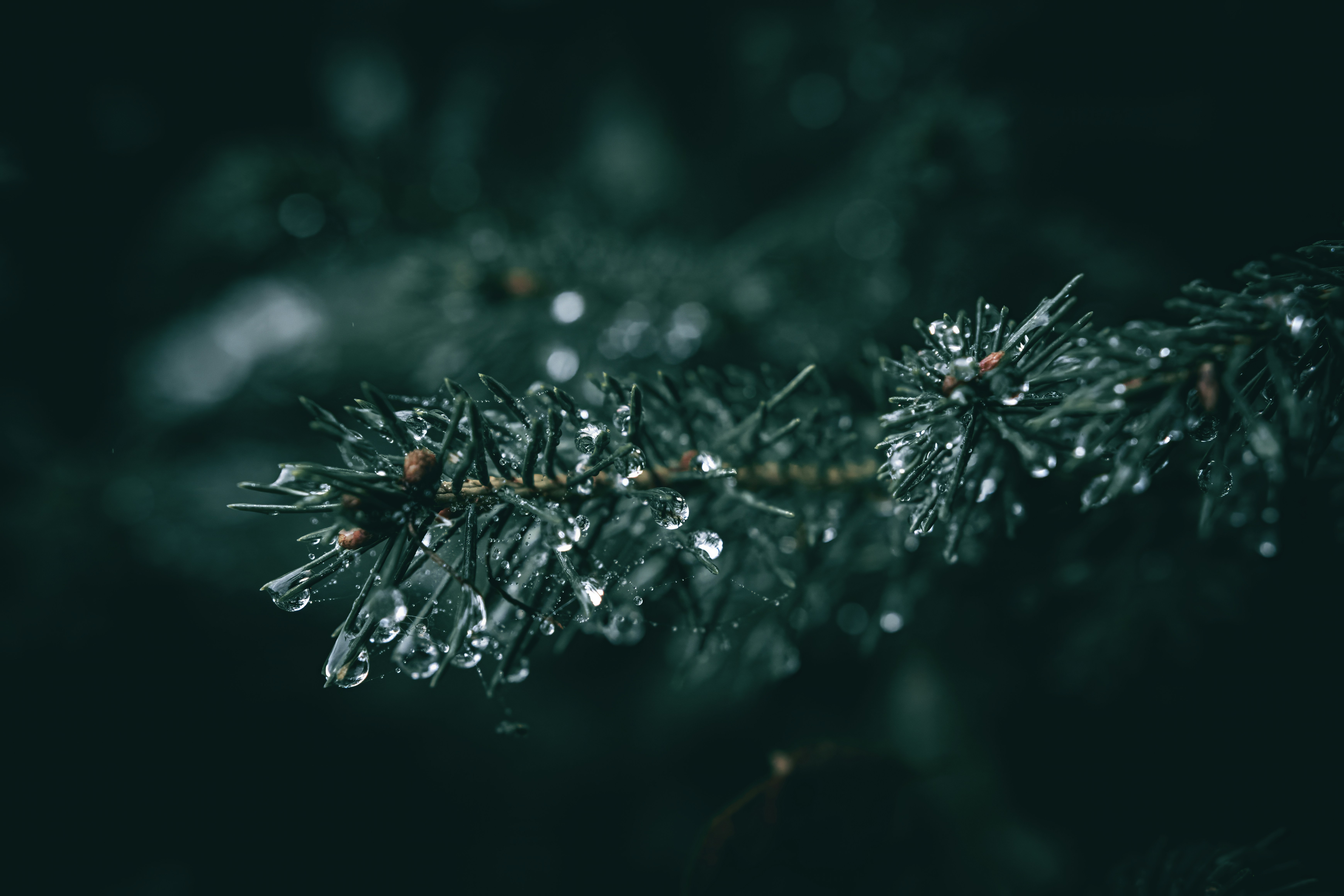 Dew on a Pine Needle: a quiet macro portrait in twilight