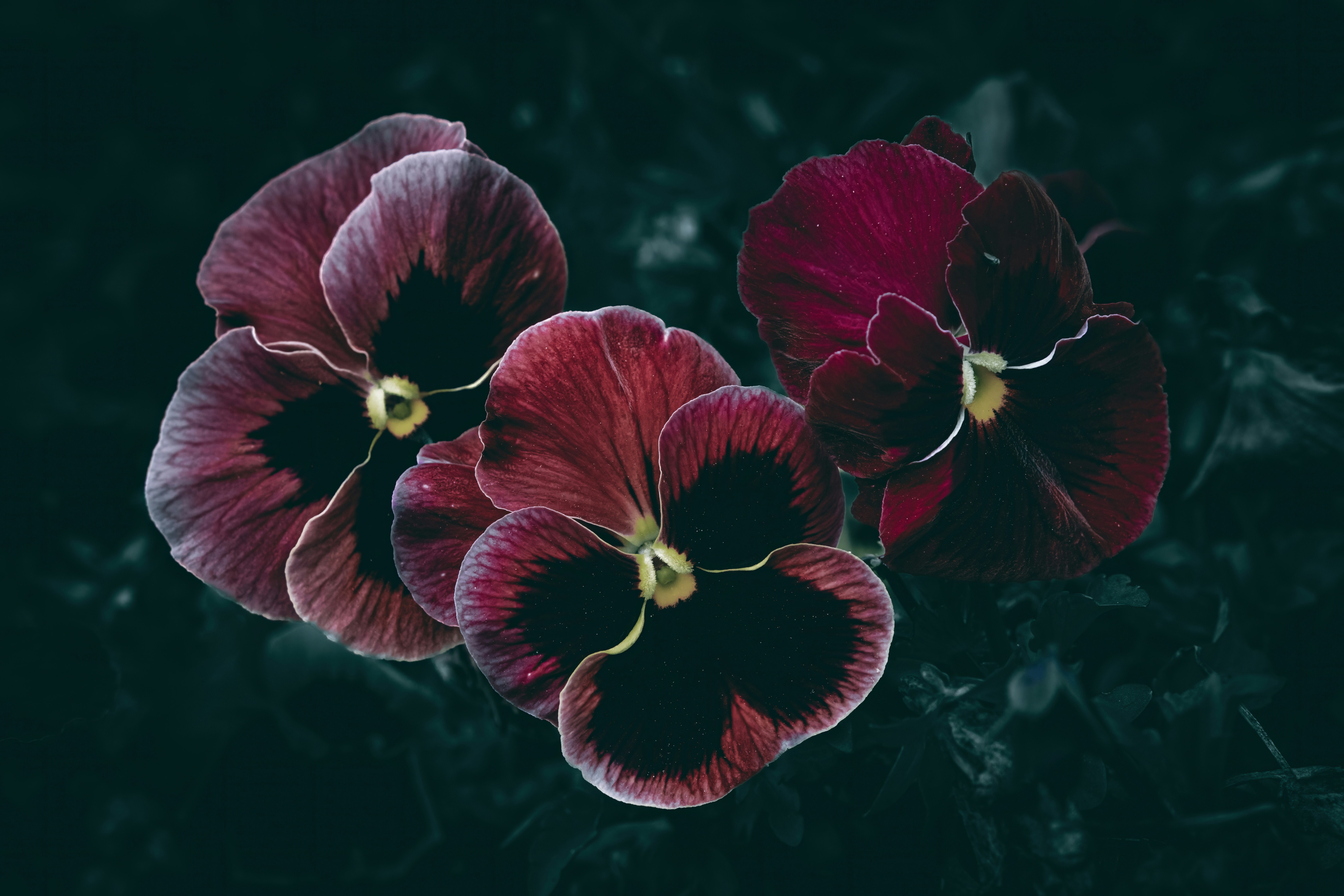 Crimson Petals in Focus: trio of velvety blossoms against a moody teal backdrop