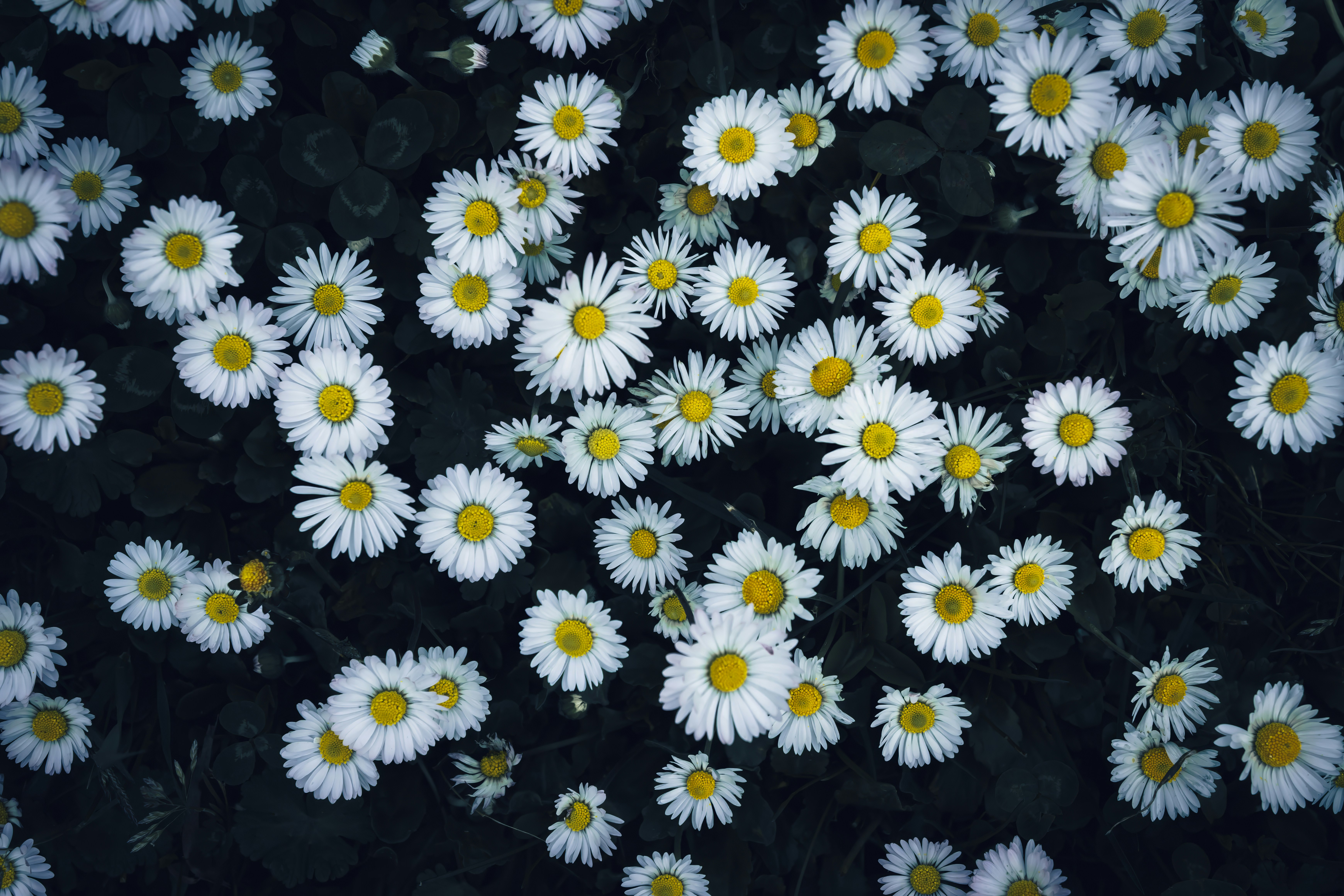 Moonlit Quilt of Daisies: A Cool-Blue Meadow in Bloom