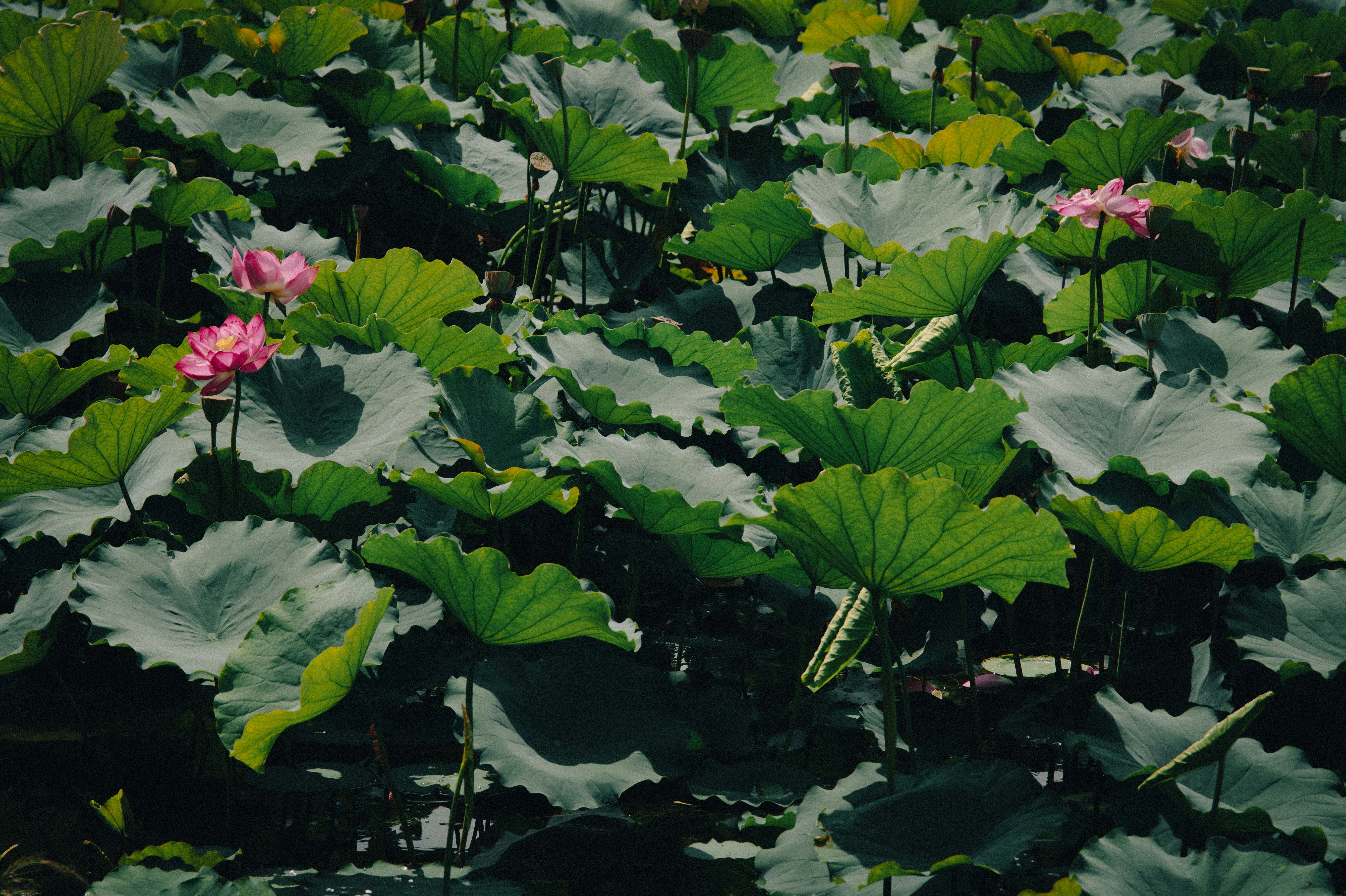 Photo by Bao Menglong with Nikon D850