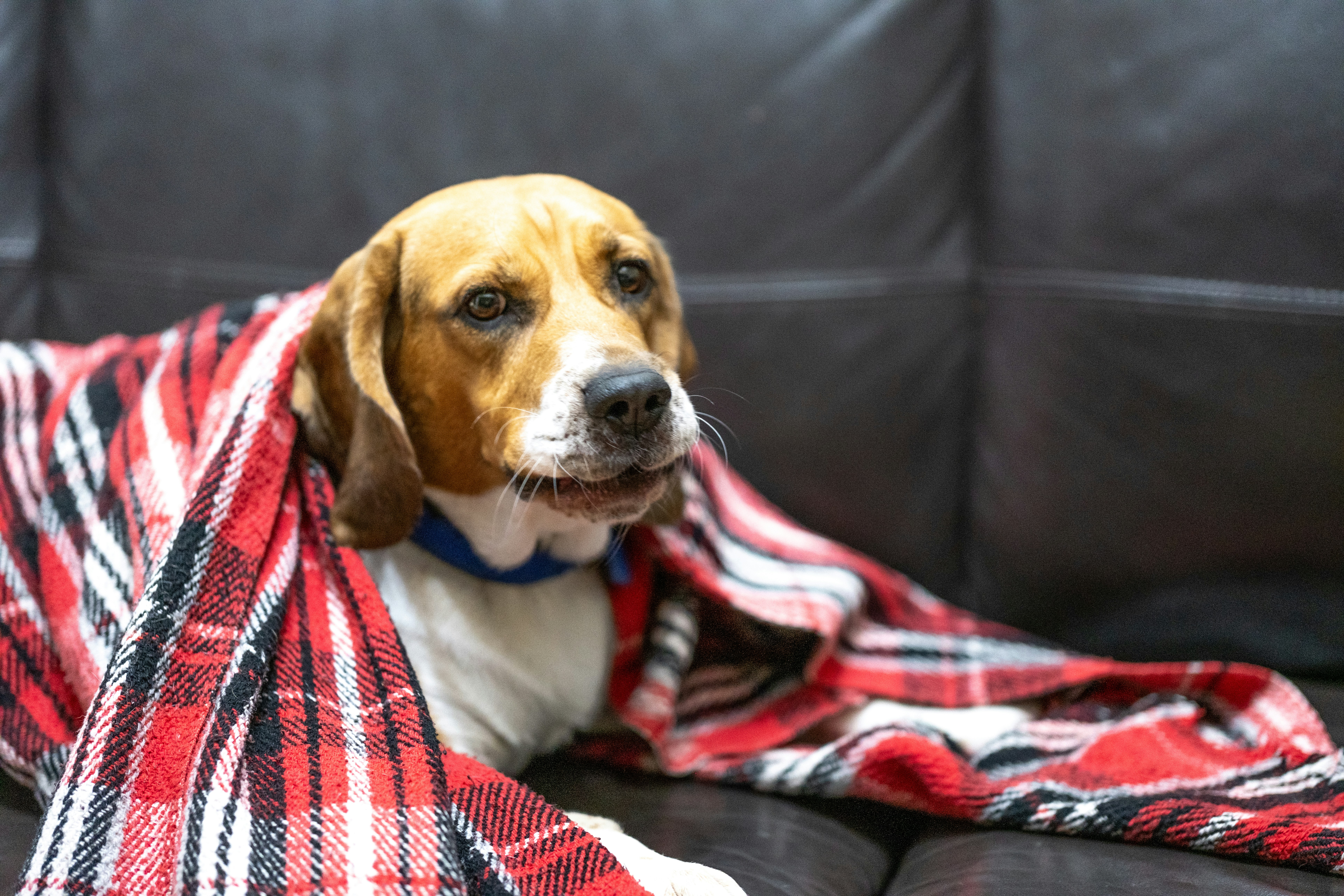 A dog wrapped up in a blanket on a couch photo – Free Beagle dog Image ...
