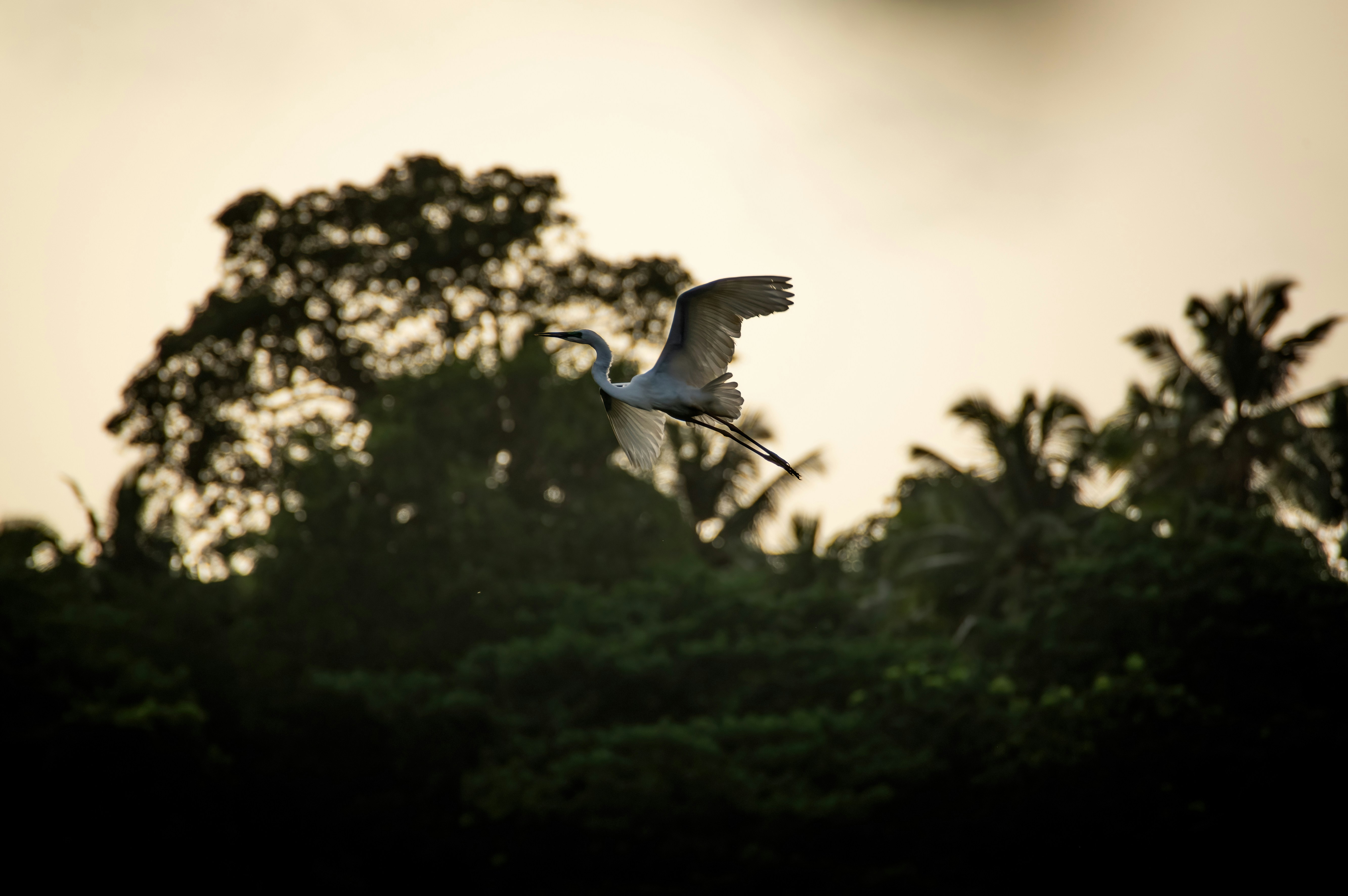 Dusk-Glazed Egret in Flight Over a Silhouetted Palm Canopy