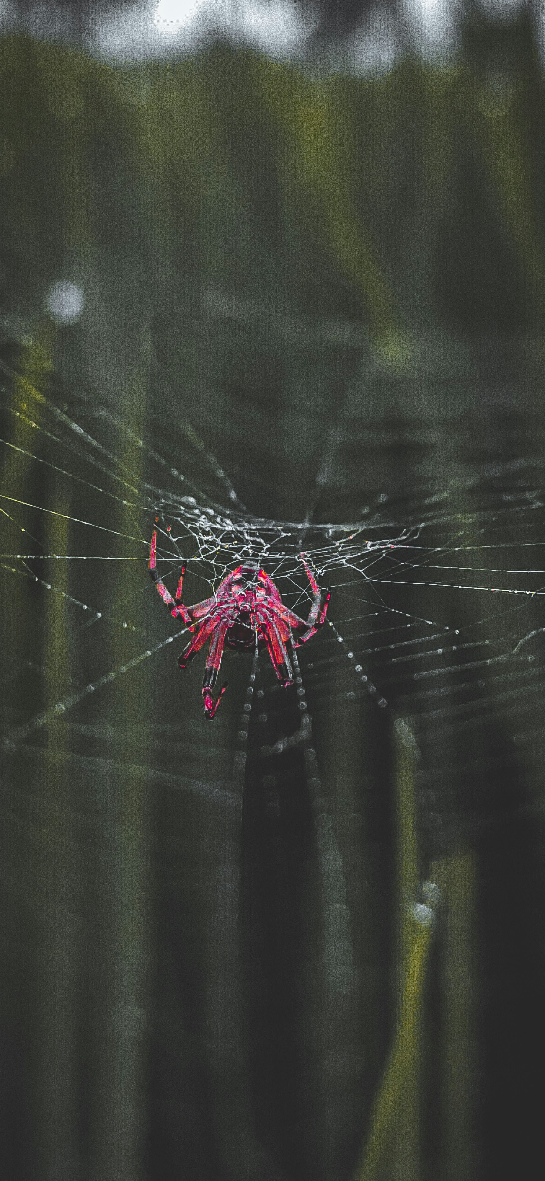 Pink Spider in a Web: Delicate Trap in a Quiet Glade