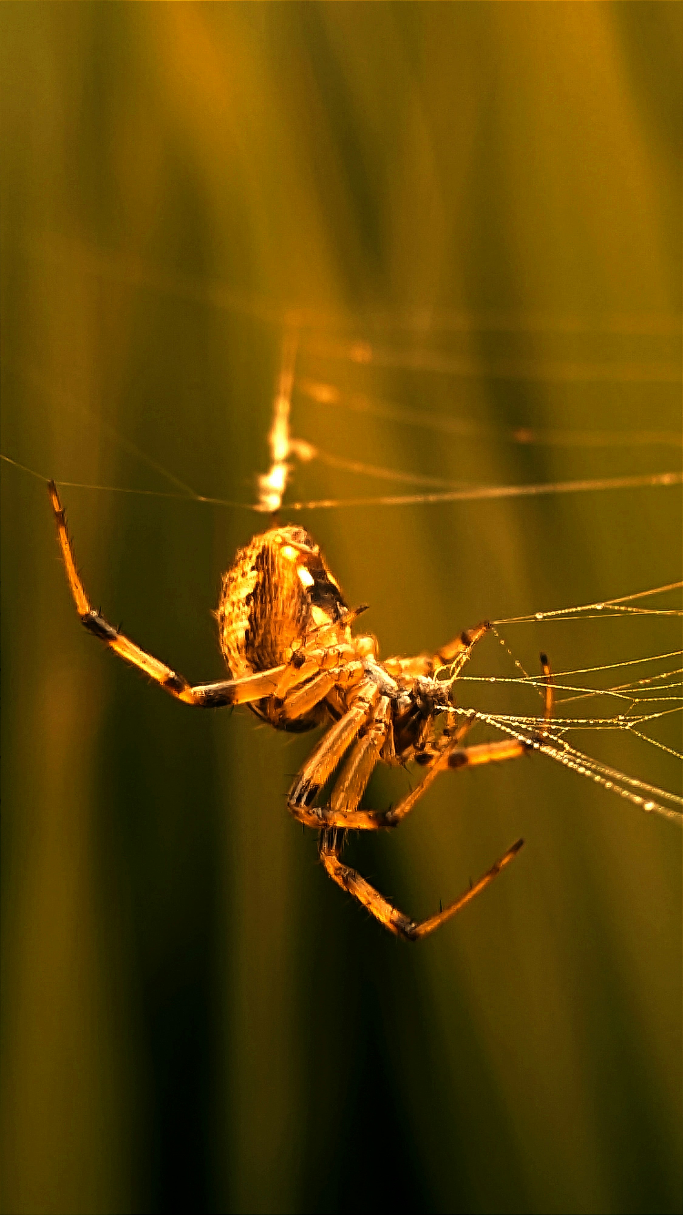 Amber Spider Adrift on Golden Silk