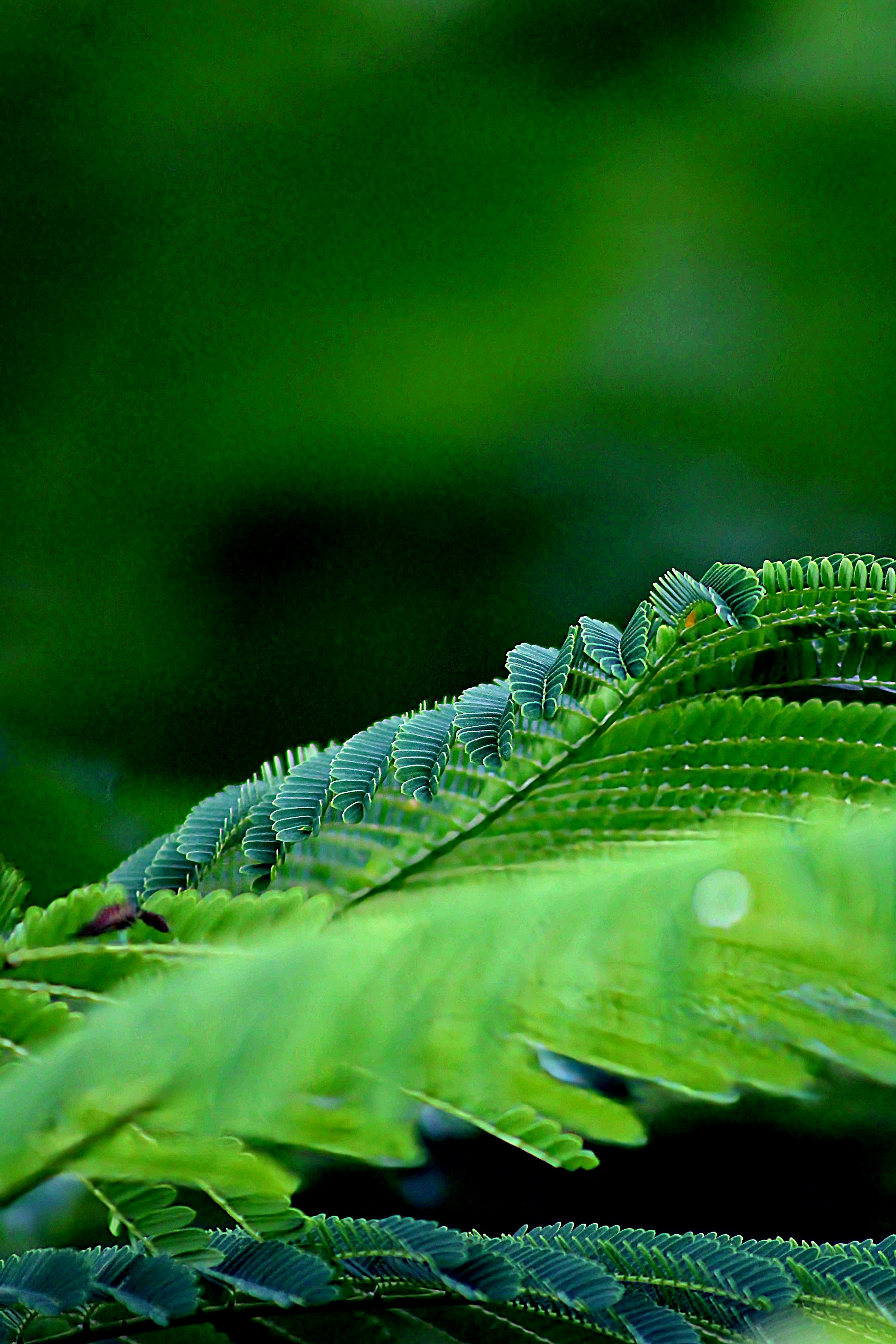 Emerald Filigree: Macro Portrait of a Fern Frond