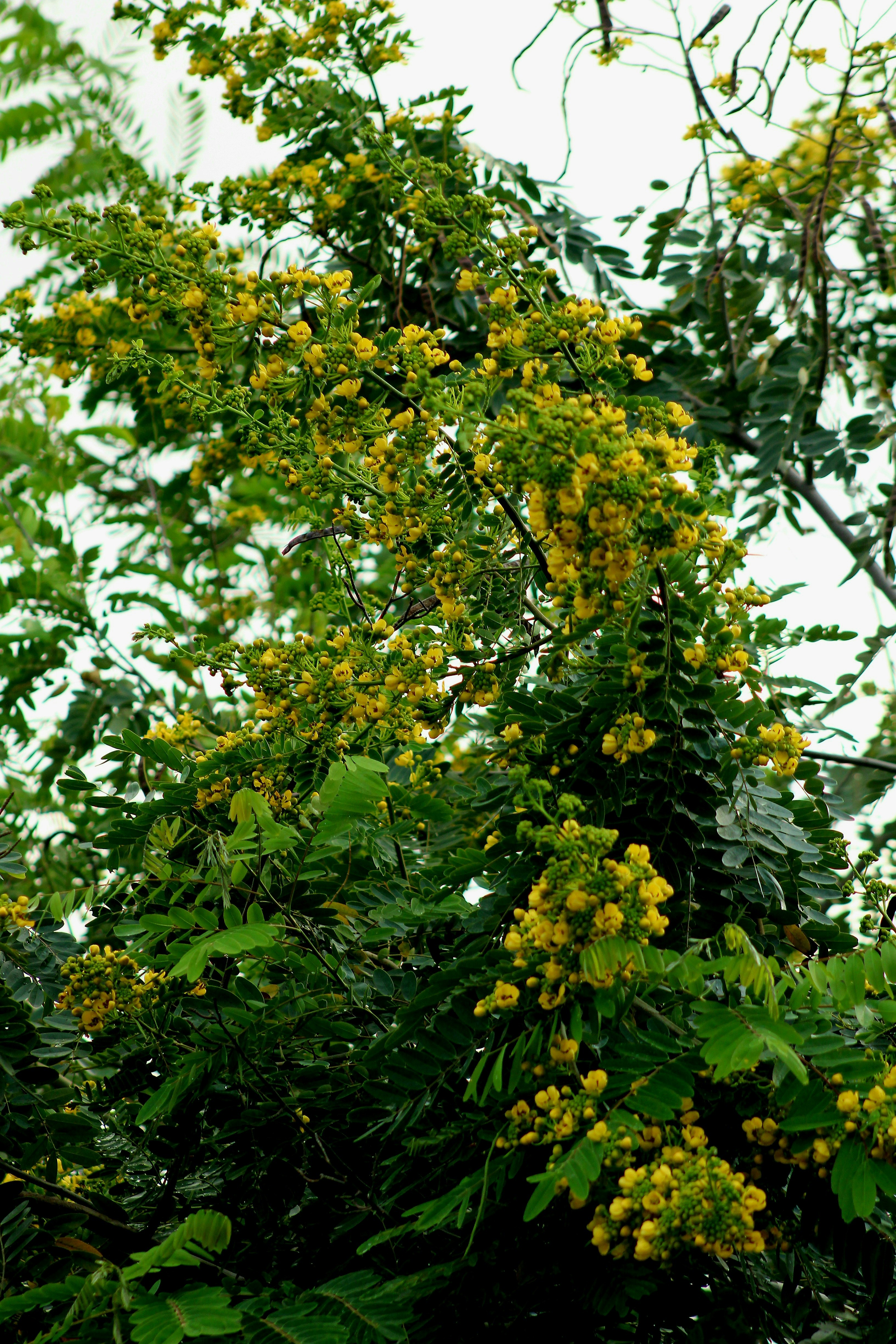 Golden Clusters Weaving Through Jade Branches