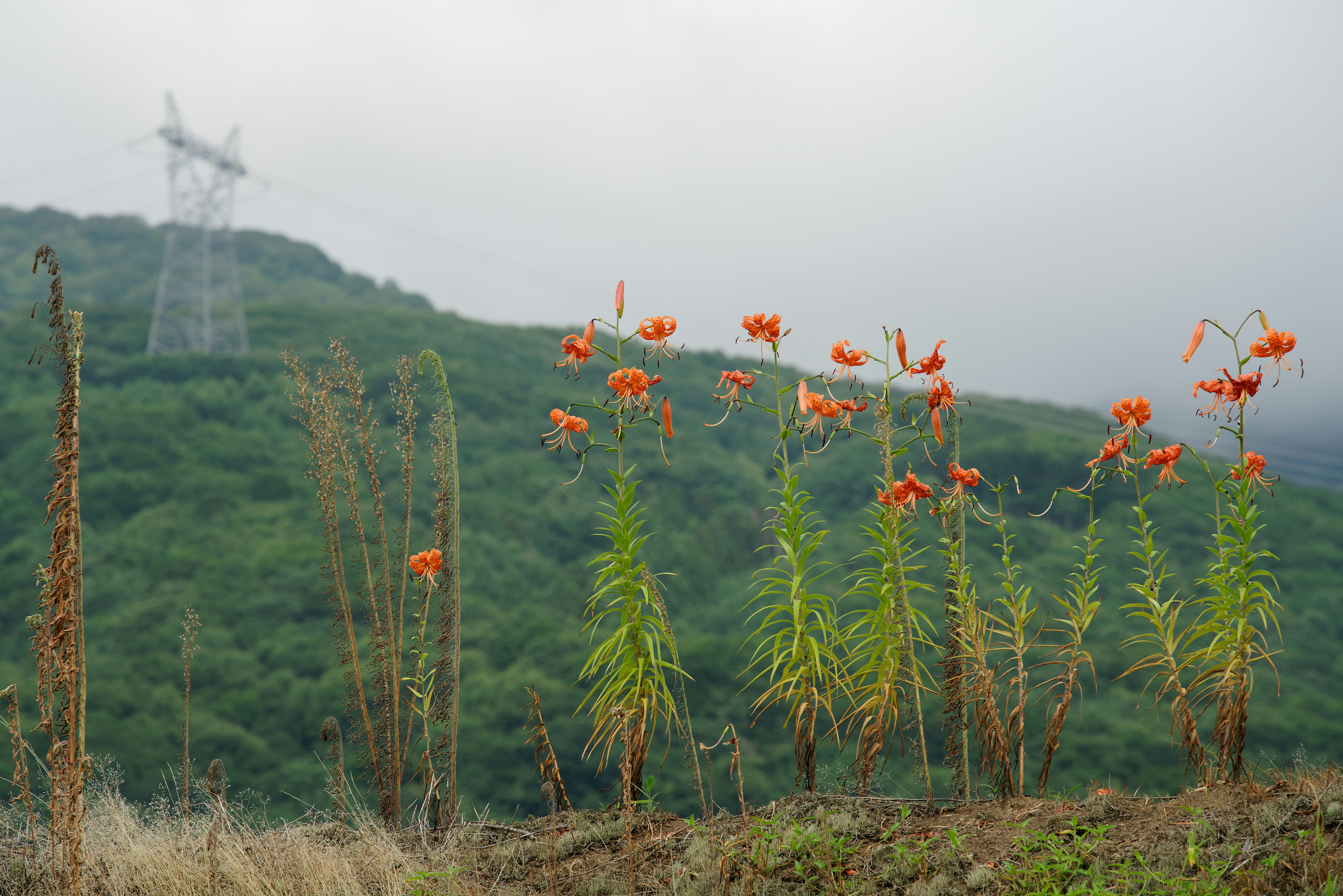Orange Fireflowers Stand Guard on a Quiet Slope Beneath a Misty Ridge