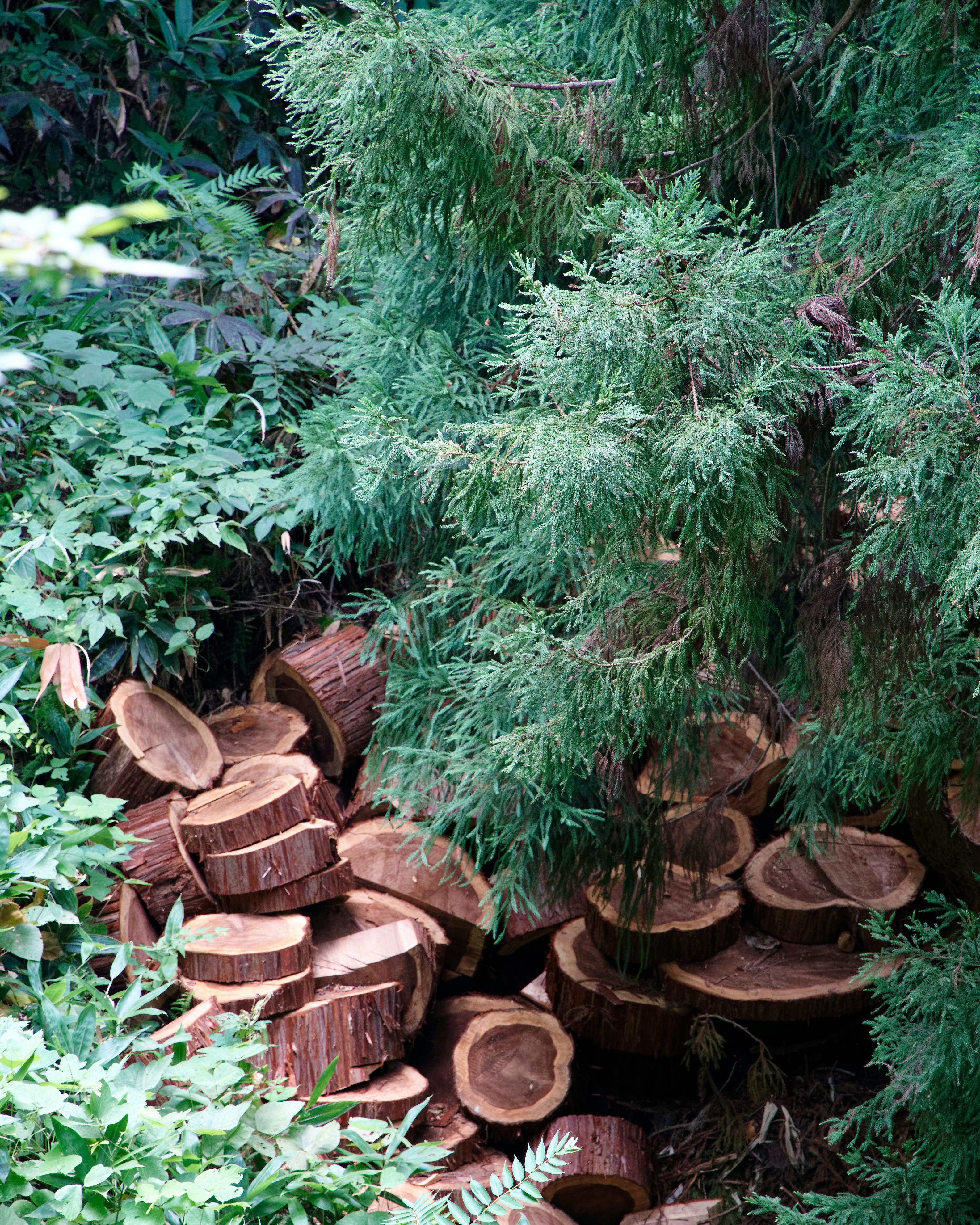 Stacked Log Cross-Sections Nestled Beneath Dense Greenery