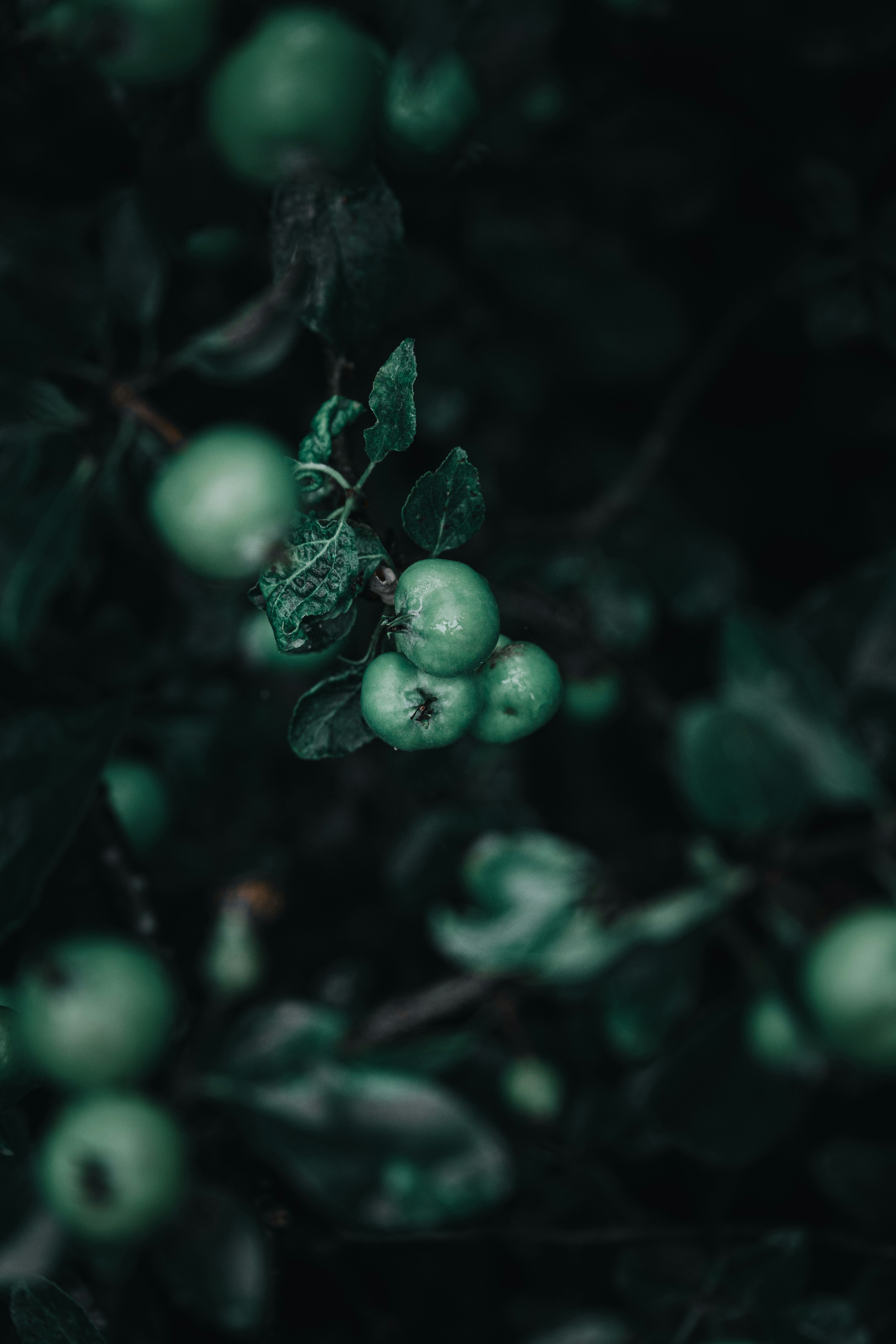 Shadowed Cluster: Green Apples in Velvet Night