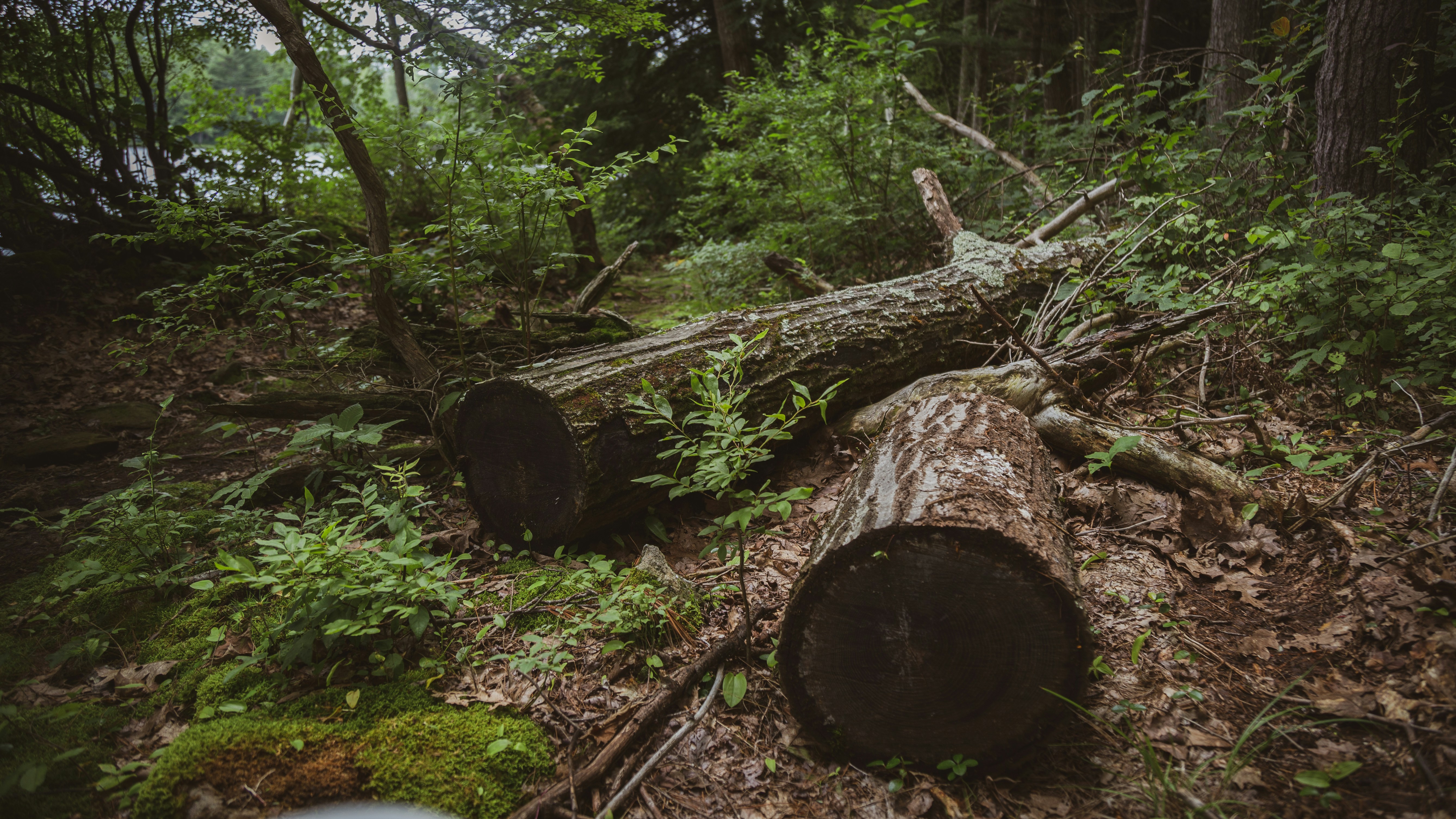 A large log laying on the ground in the woods photo – Free Vegetation ...