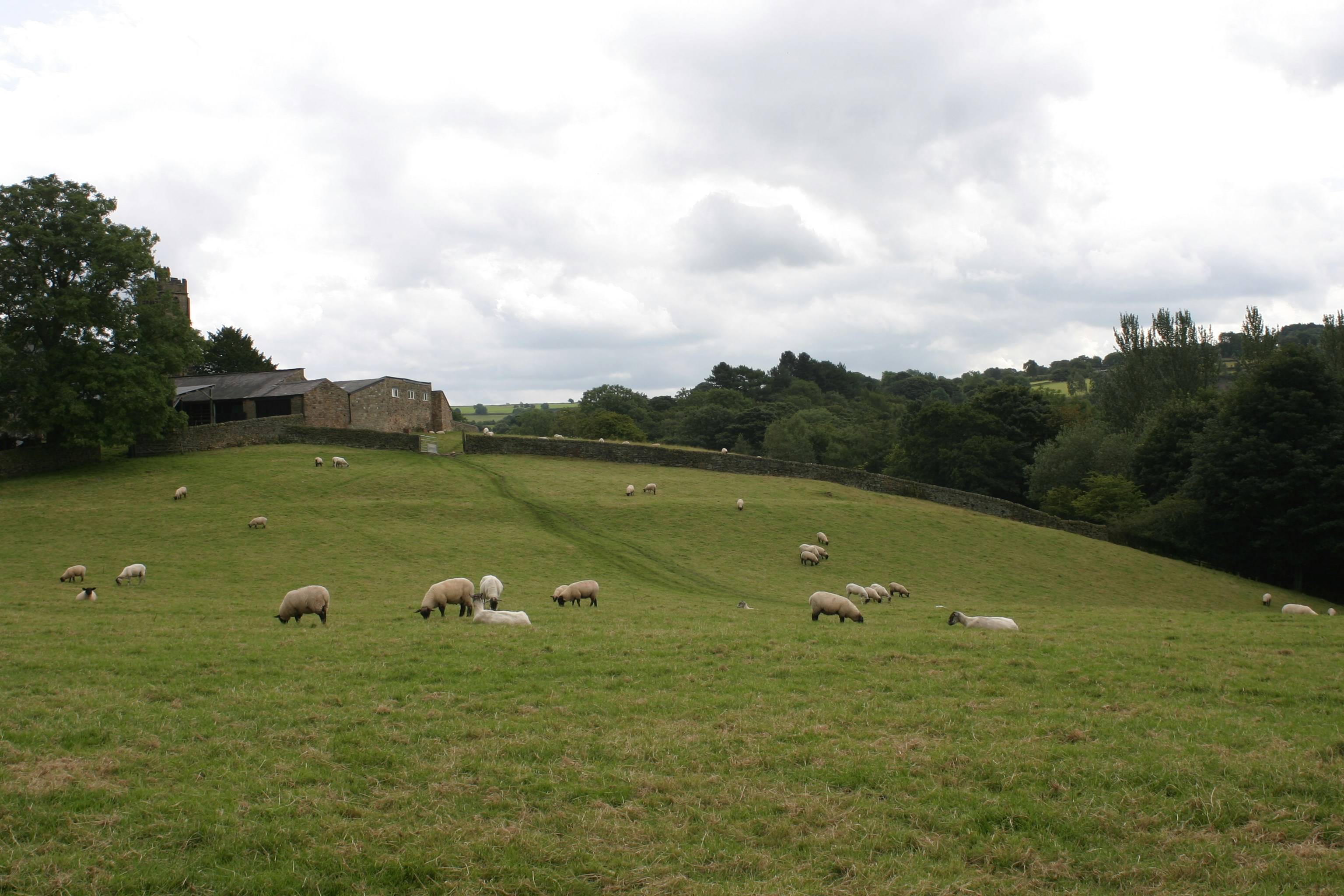 Herded Quiet: Sheep Across a Rolling Pasture Under Cloudy Skies