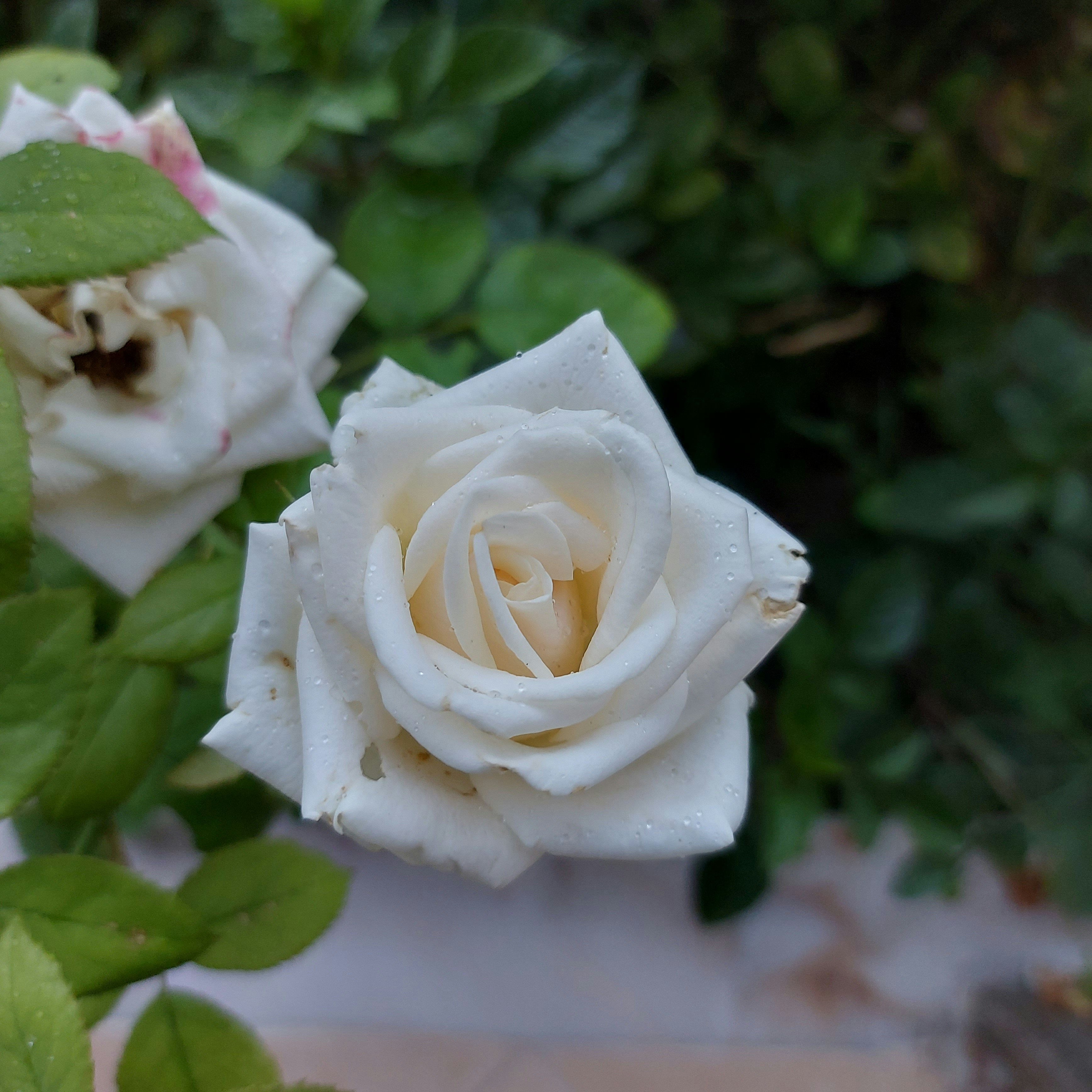 A close up of a white rose with green leaves photo – Free White rose ...