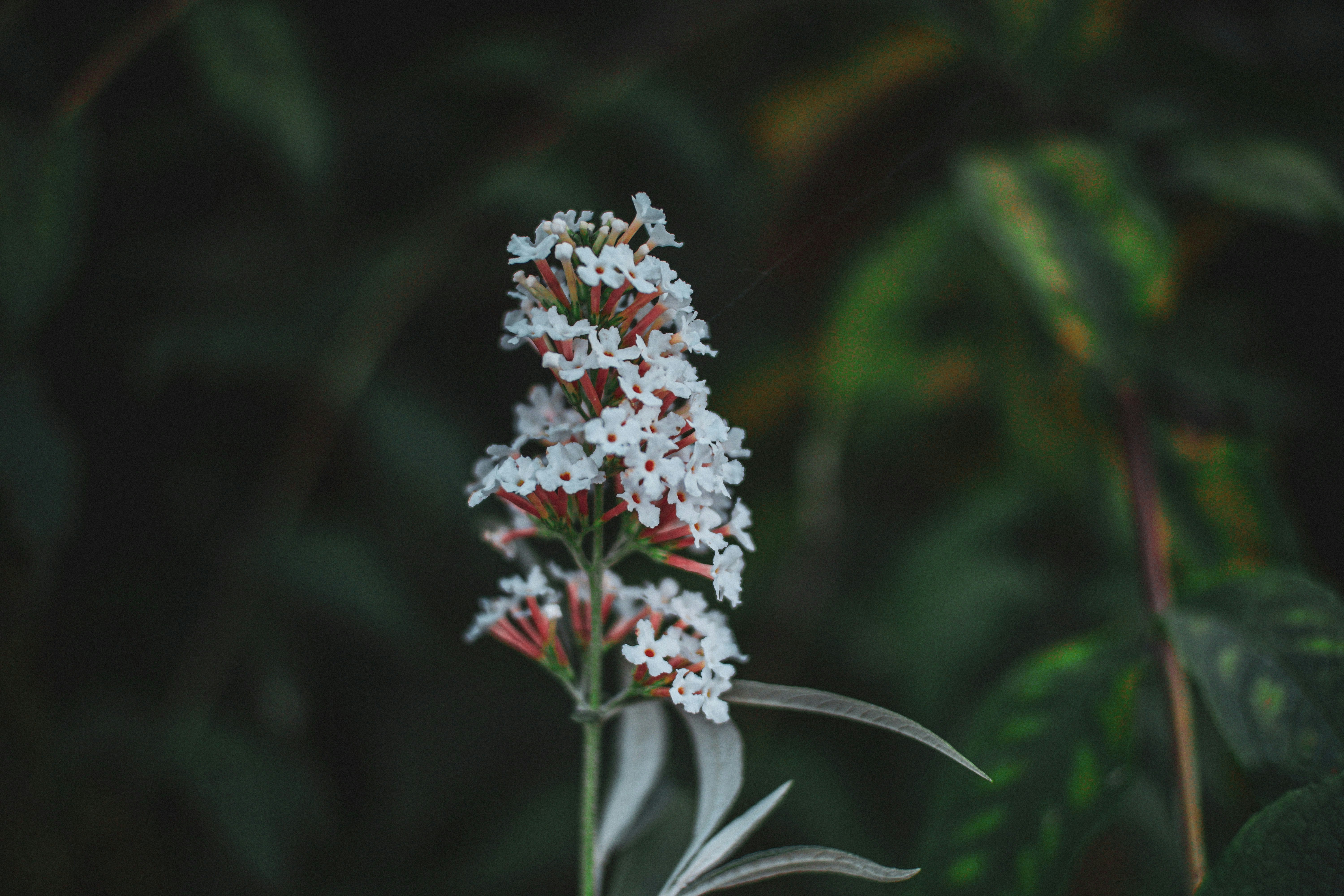 Snowlit Spike of White Blossoms in a Velvet Green Backdrop