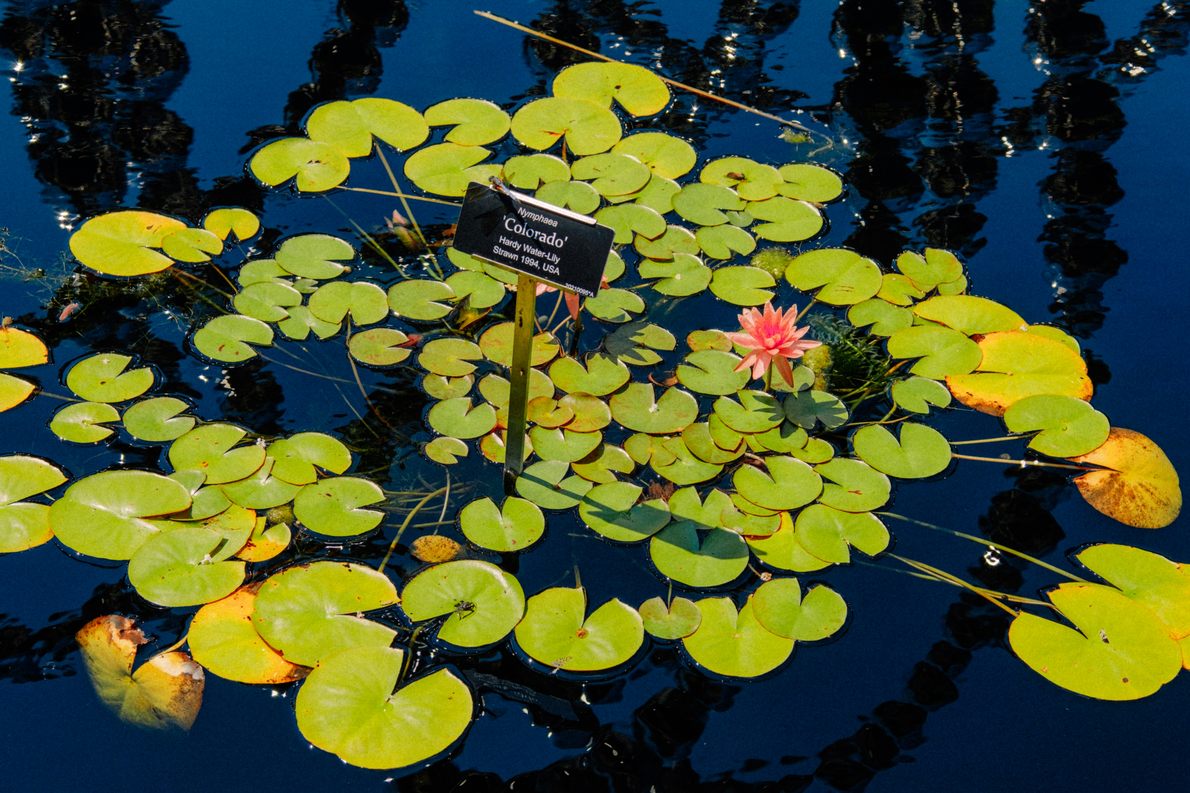 Pink Crown Among Emerald Pads on a Reflective Blue Pond