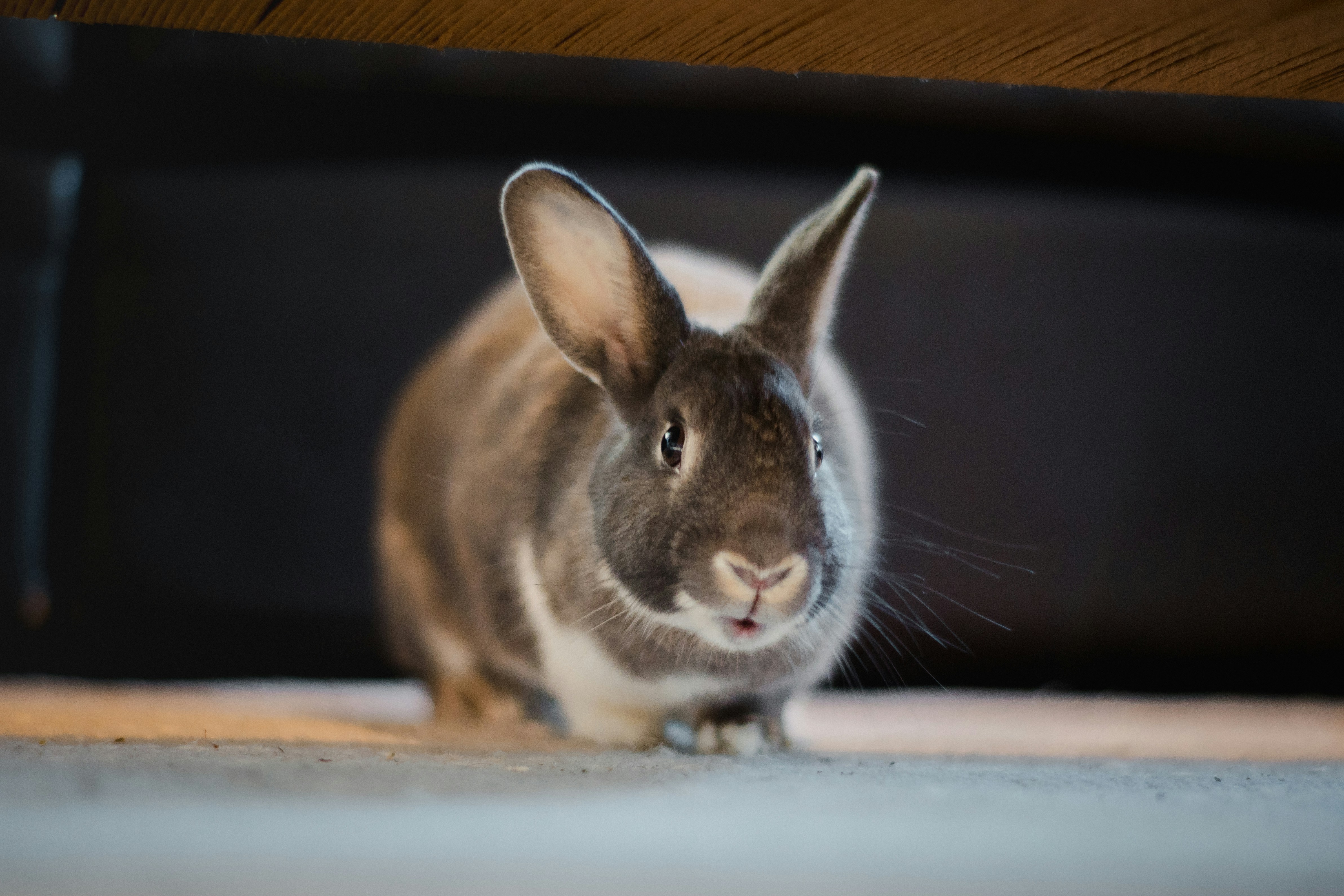 A rabbit sitting on the ground looking at the camera photo – Free ...