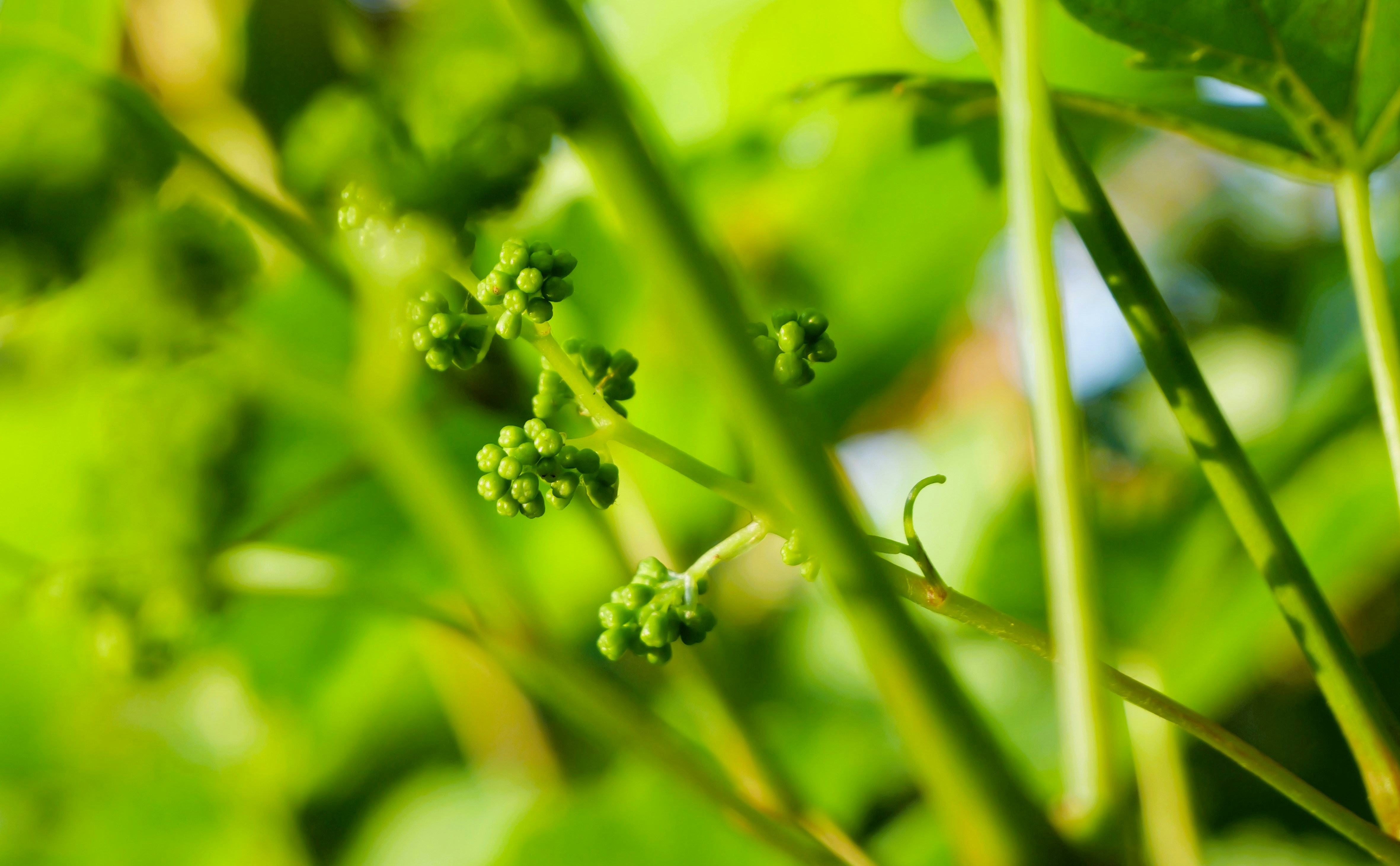 Verdant Micro-Tangle: A Close-Up on Vine Buds and Slender Stems