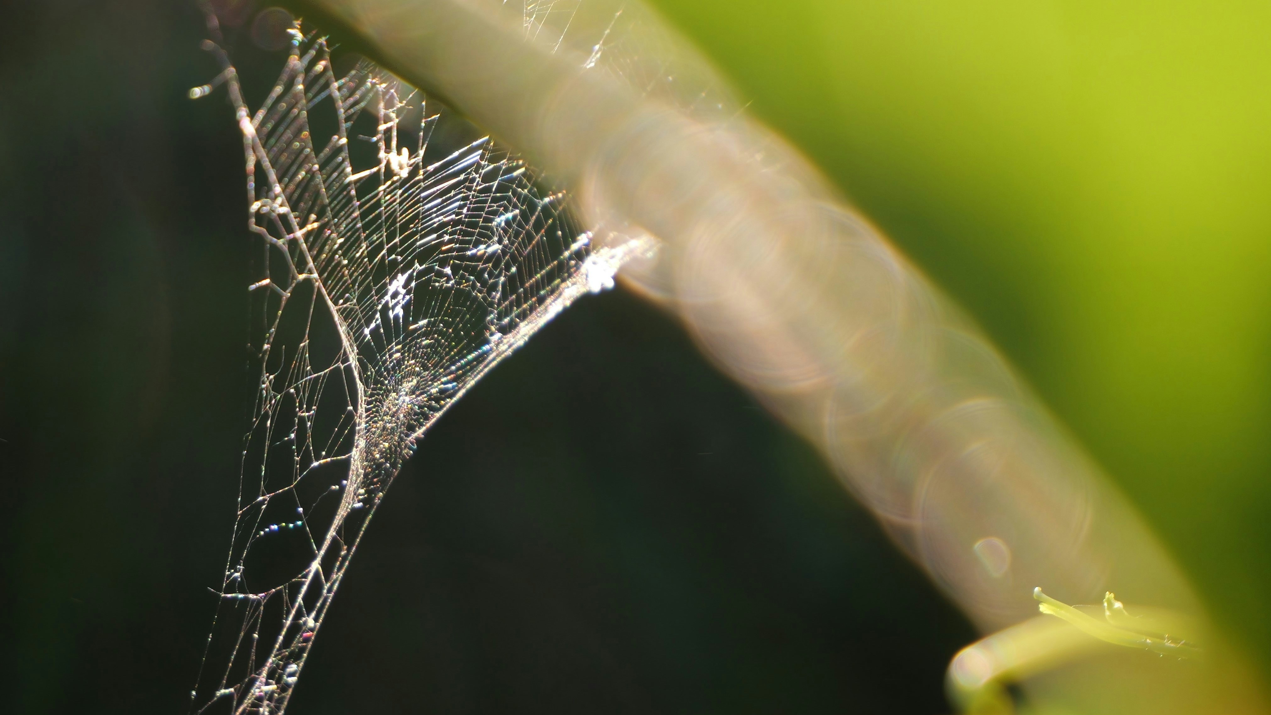 Dew-kissed Silk: Morning Light Weaving a Spider's Lattice