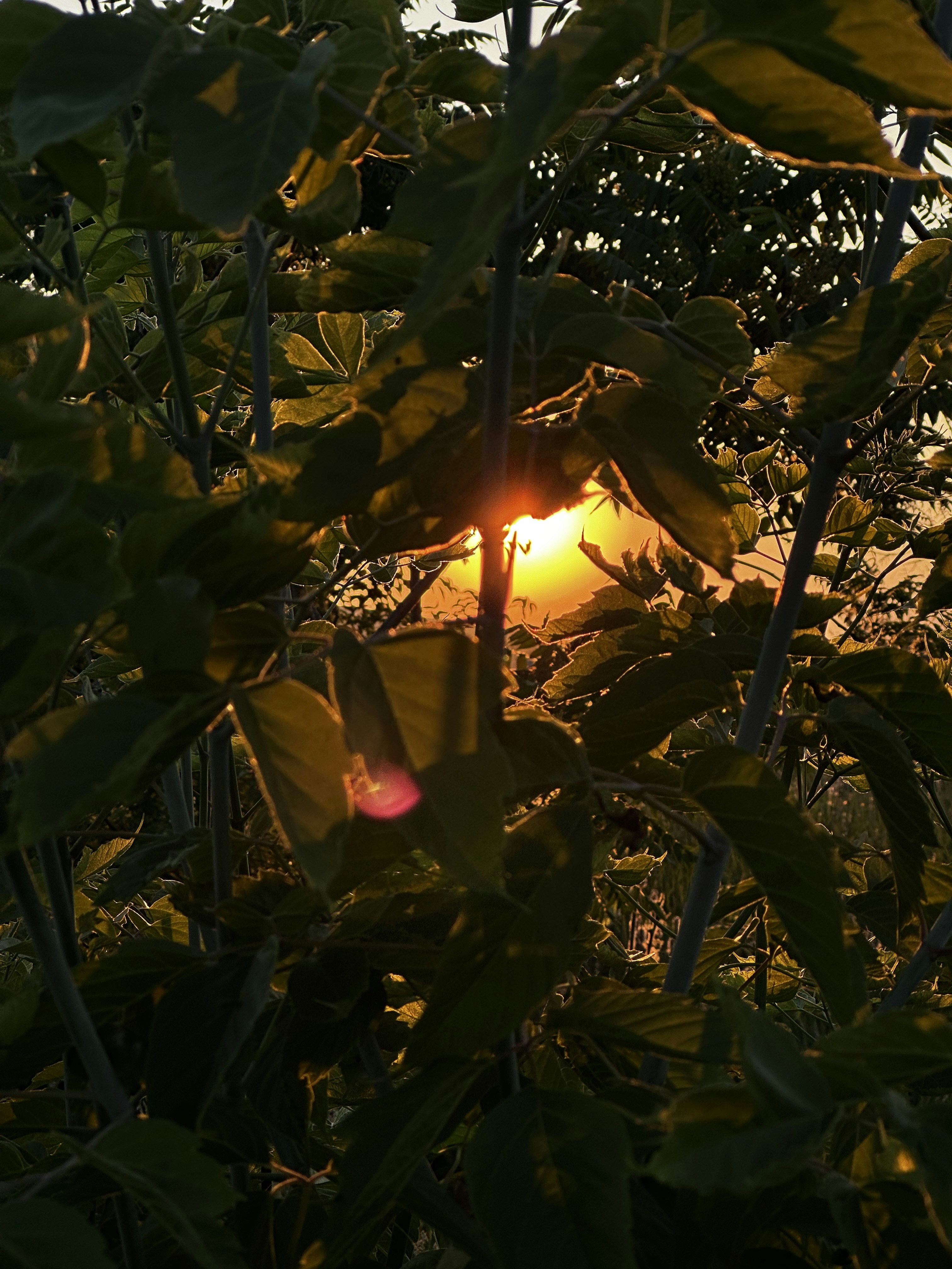 Sunlit Gaps: a Dusk Moment Framed by Leafy Veils