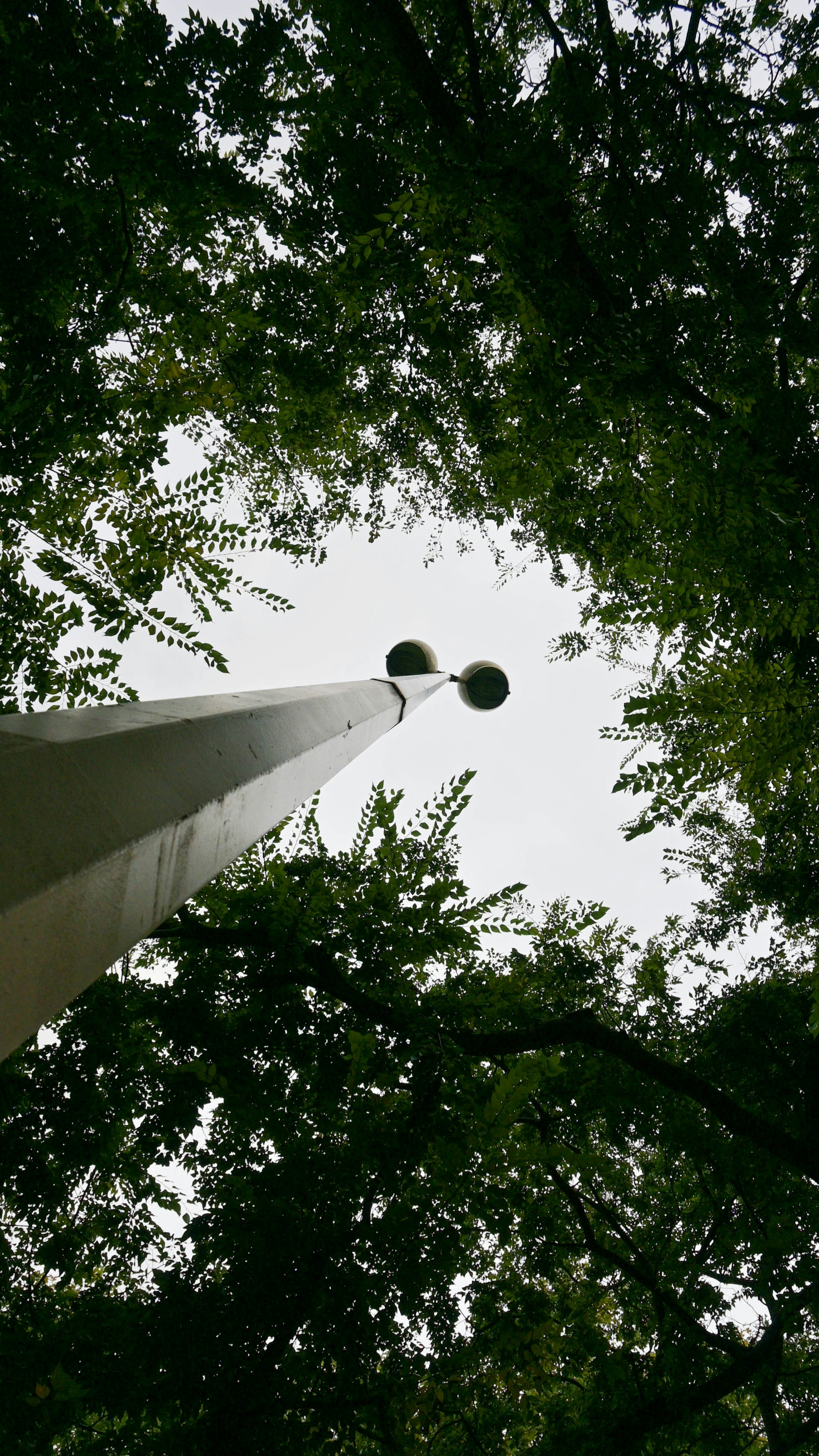 Urban Canopy: A Glimpse Skyward