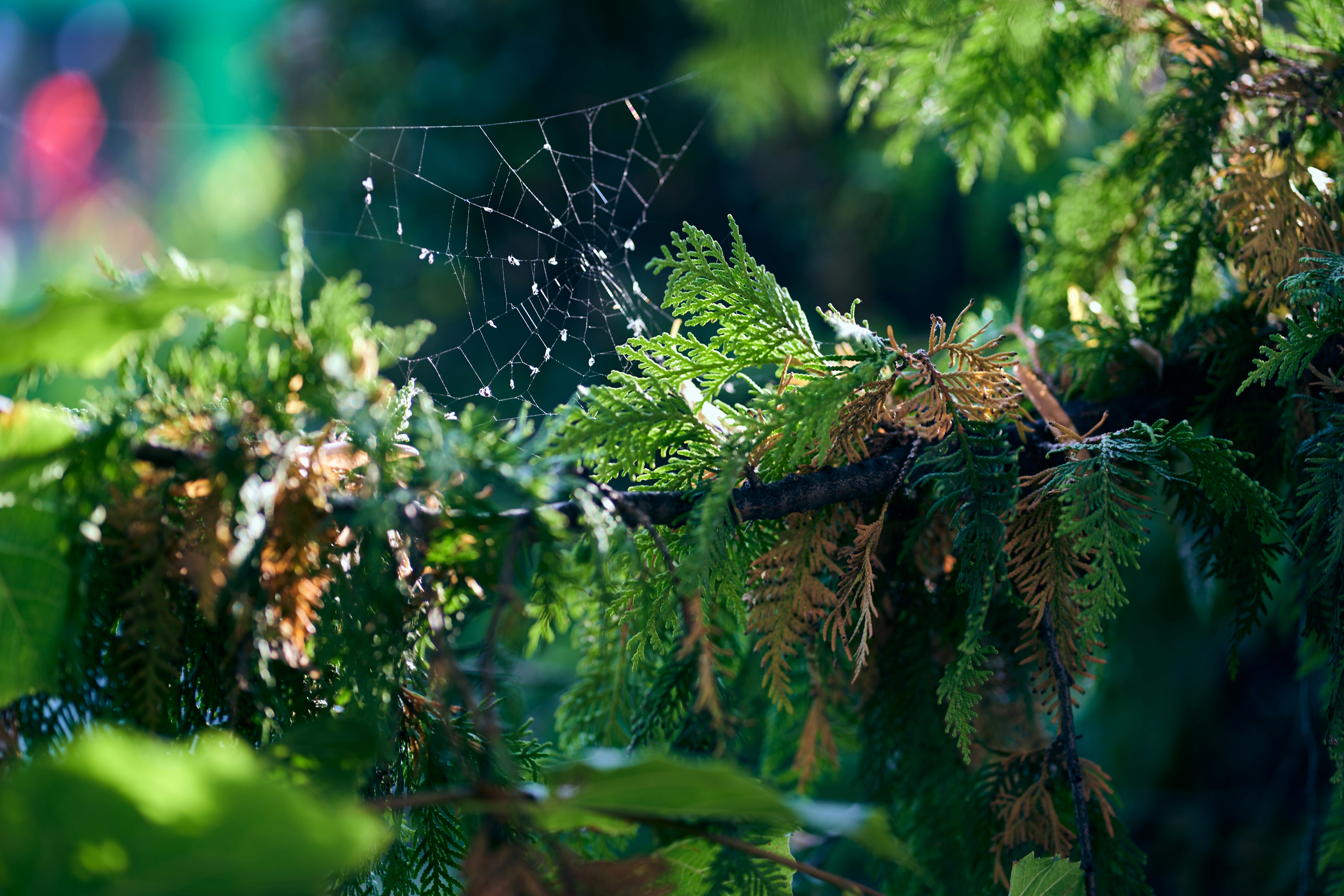 Gossamer Geometry in Dappled Light: Spider Web Between Ferns