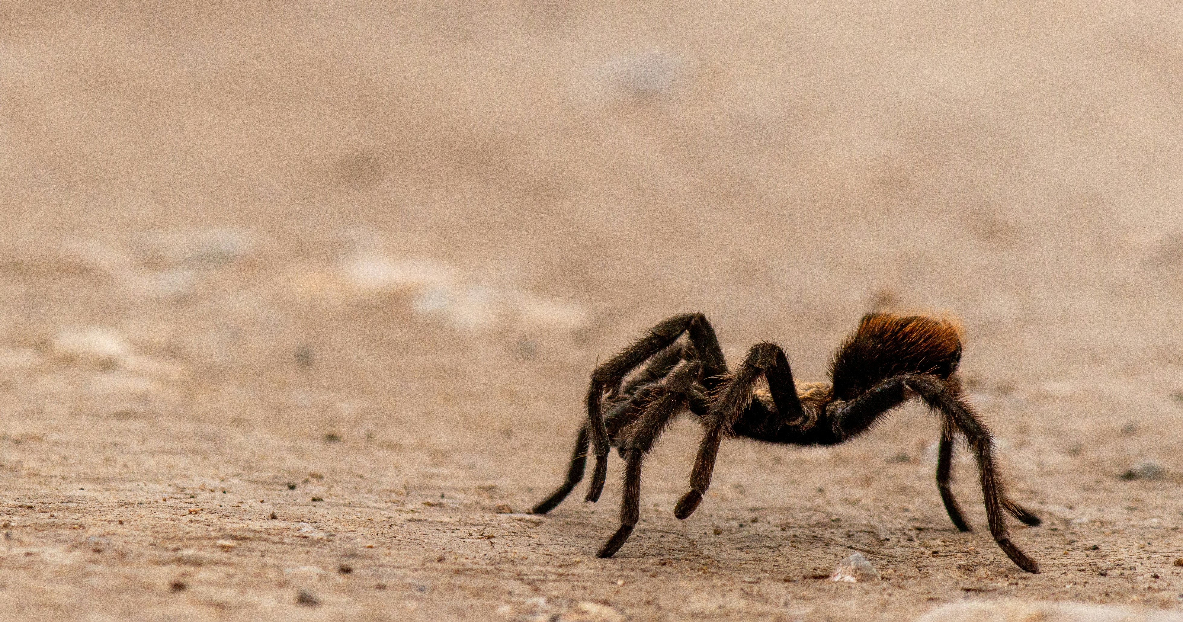Desert Wanderer: A Single-Mized Jump in Focus