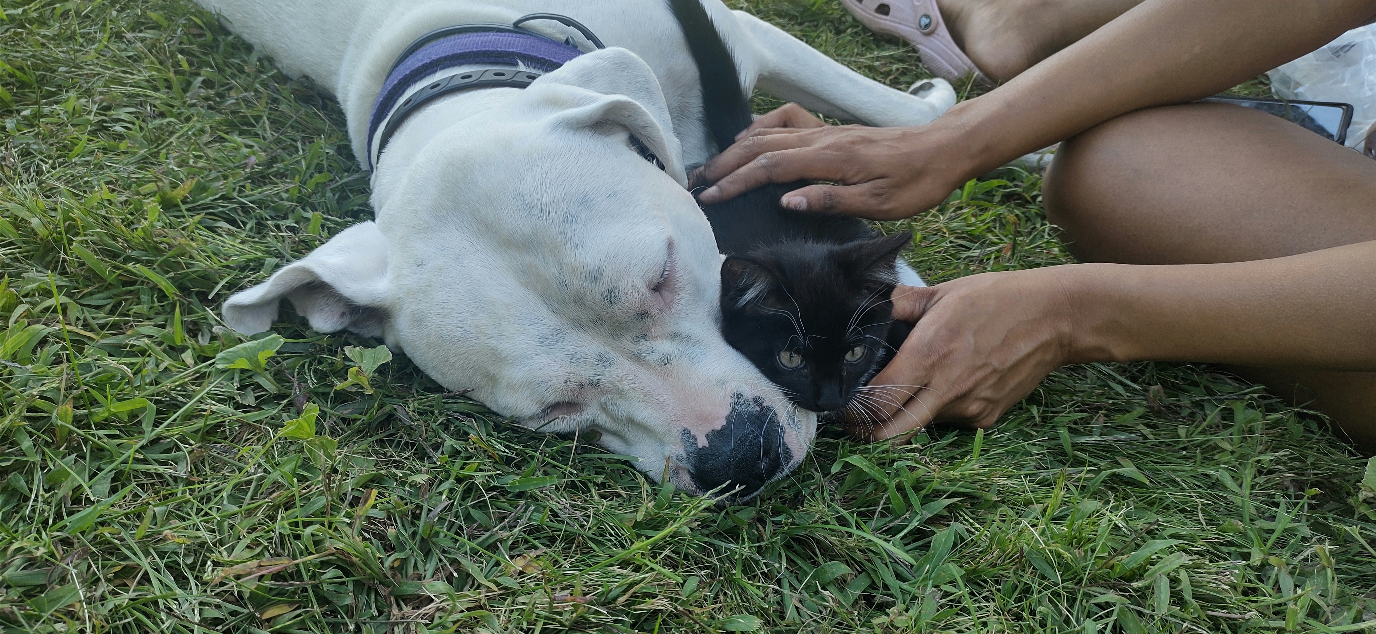 A white dog resting on grass while a person gently cradles a small black kitten between their hands.
