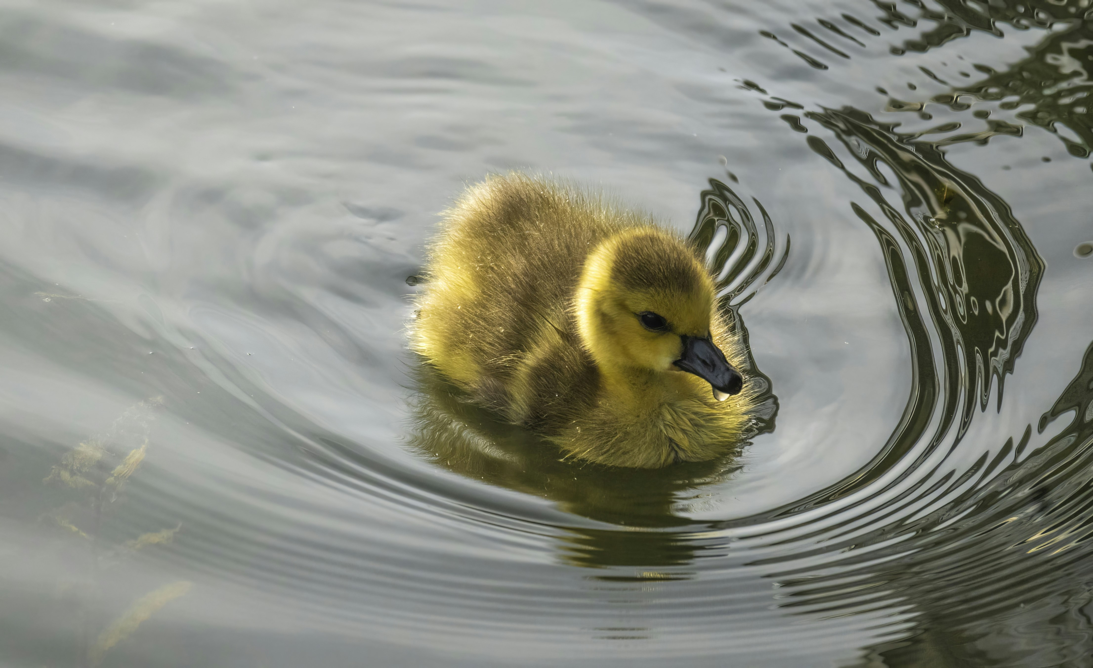 A duckling relaxes in the water