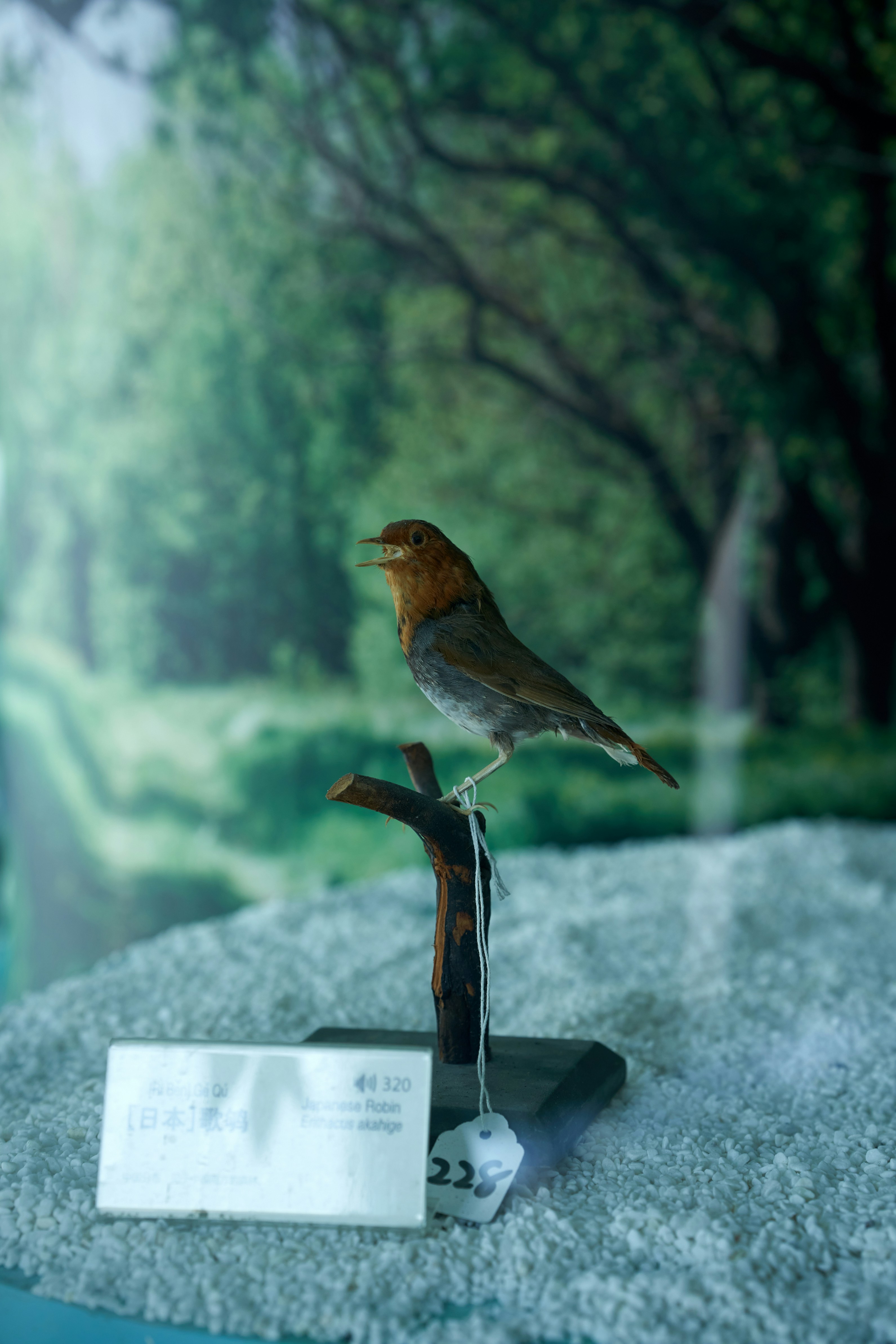 Robin on a Glass-Case Stage: A Tiny Taxidermy Portrait