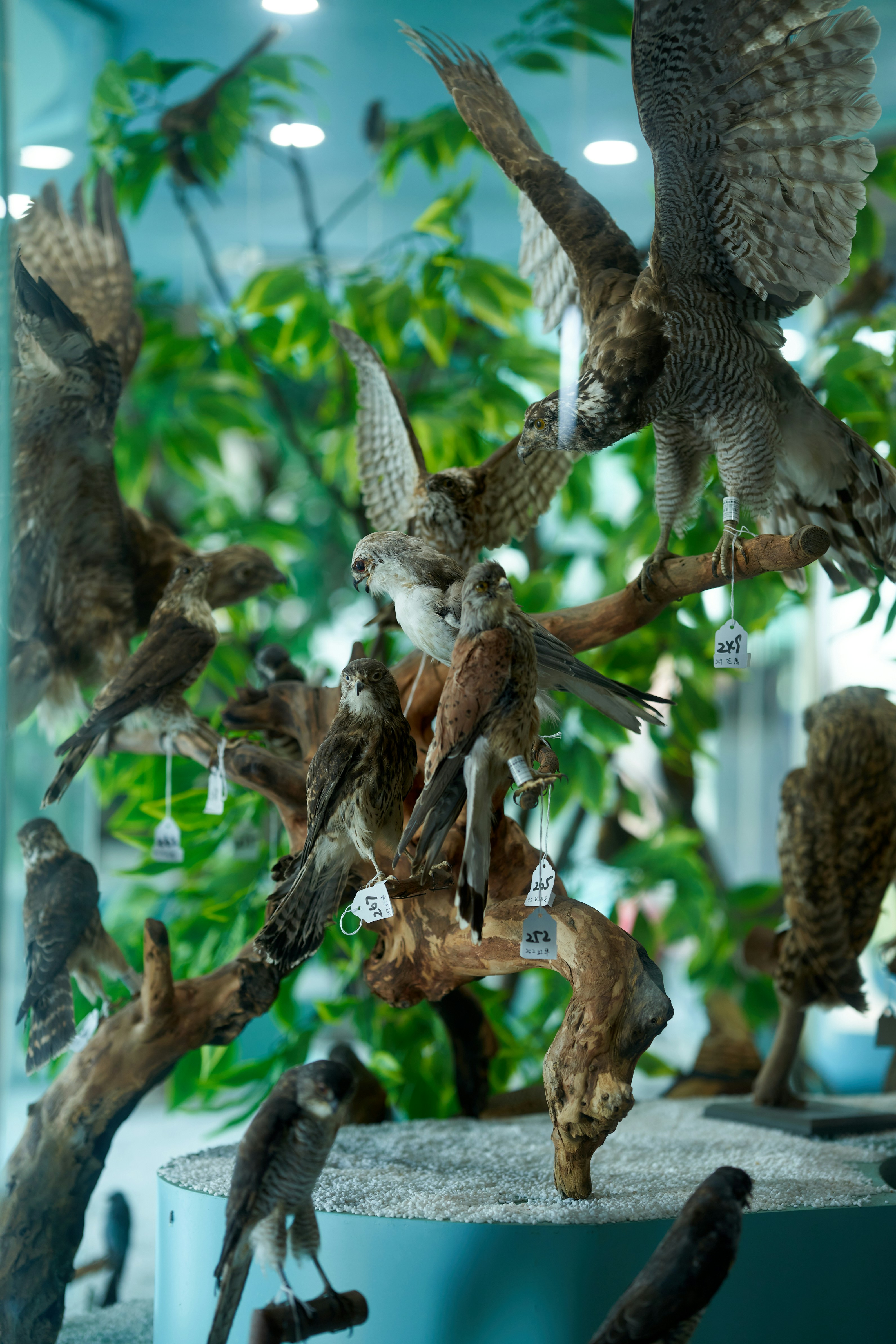 A group of birds that are on a branch photo – Free Animals Image on ...