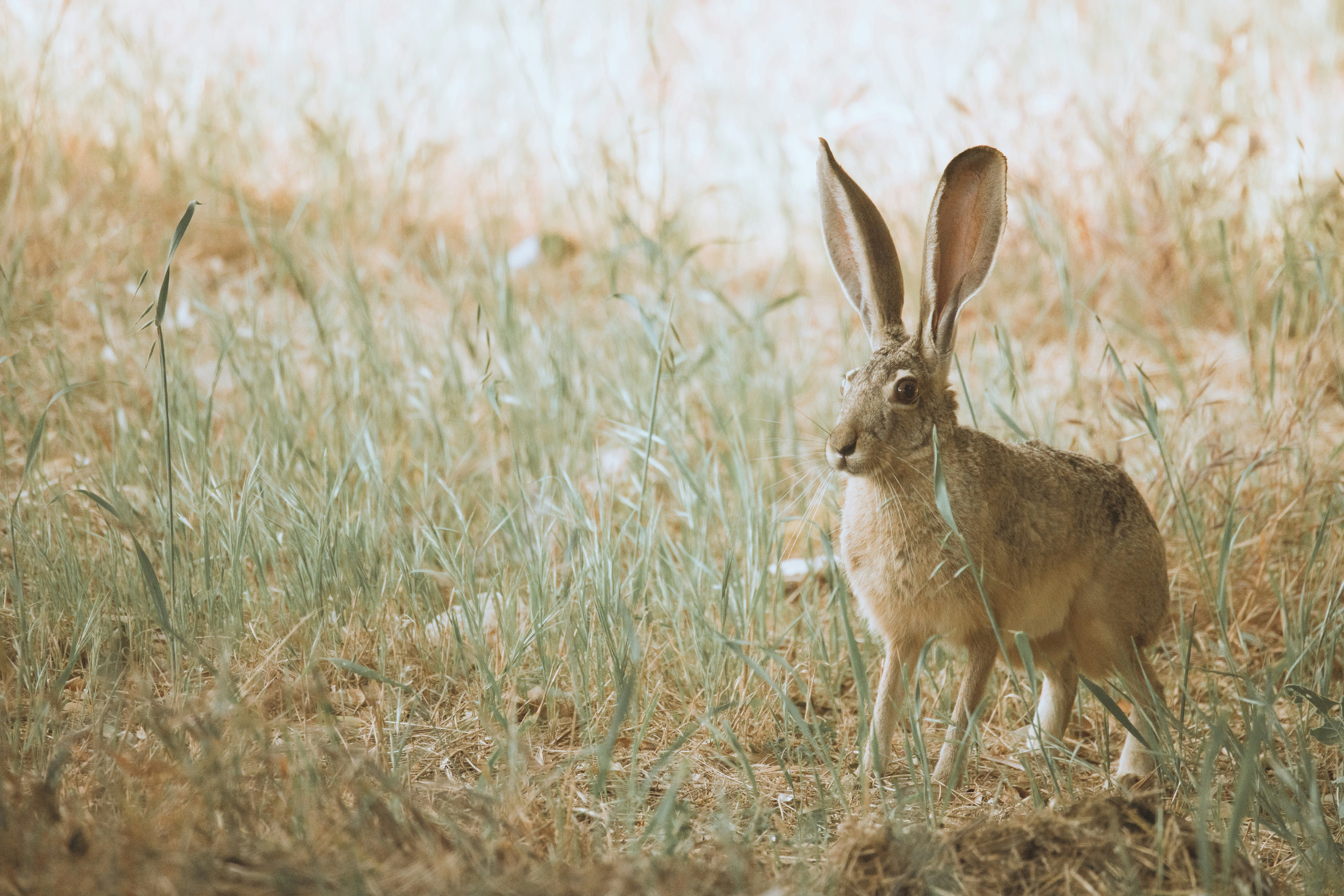 A rabbit standing in a field of tall grass photo – Free Animal Image on ...