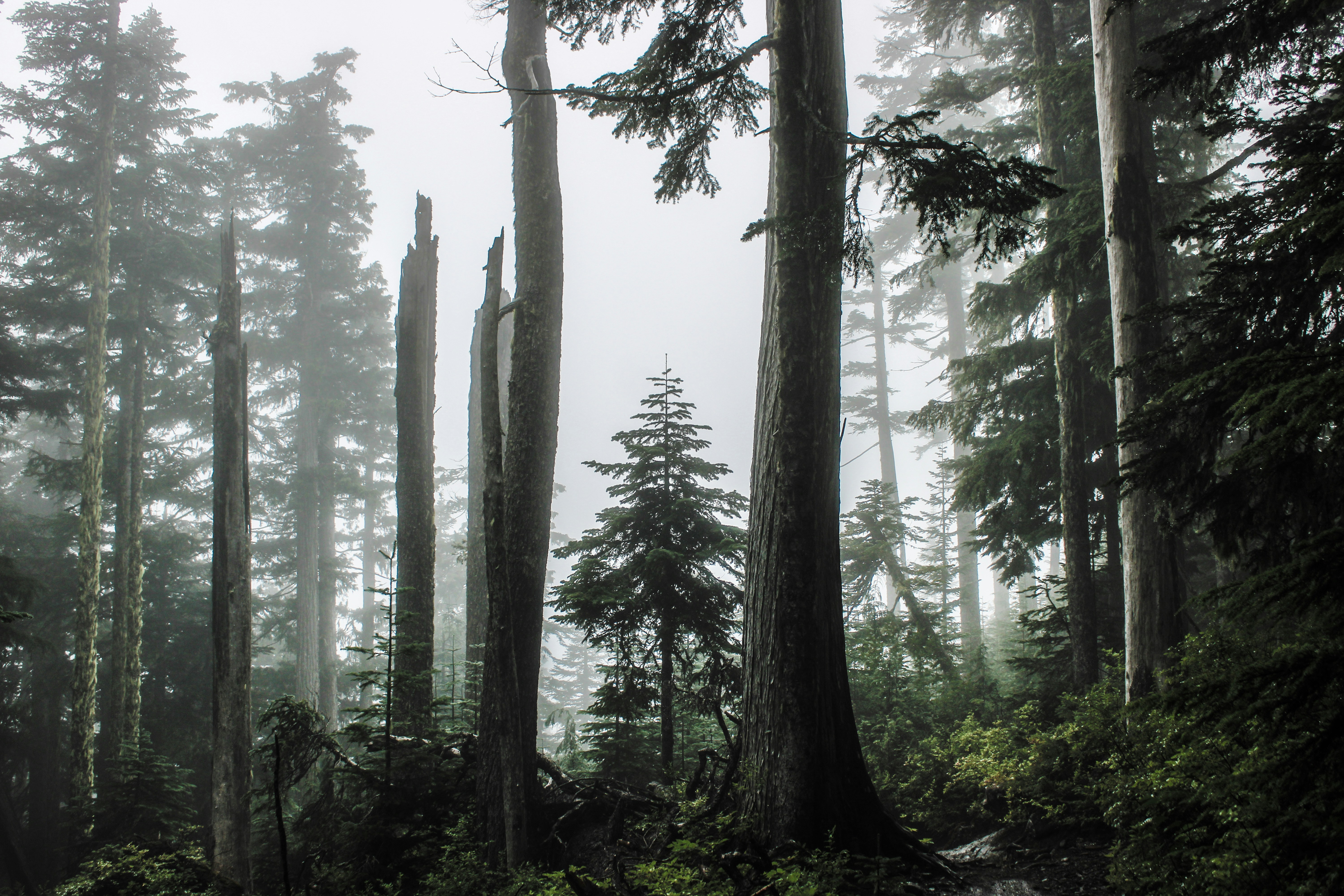 Fogbound Sentinel: A lone sapling among colossal pines in a hushed forest