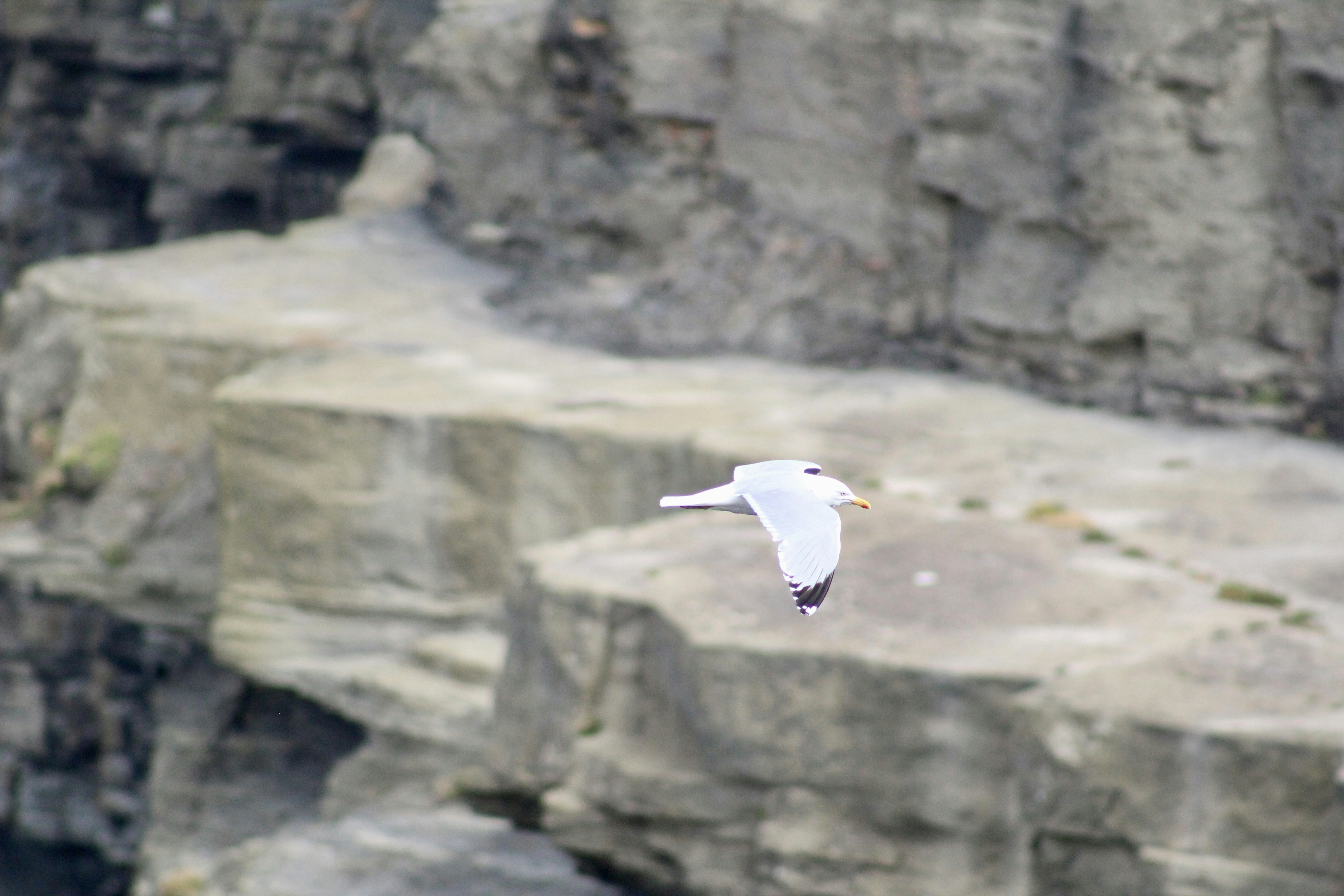 Midflight Seagull Tracing a Path Across Rugged Coastal Cliffs