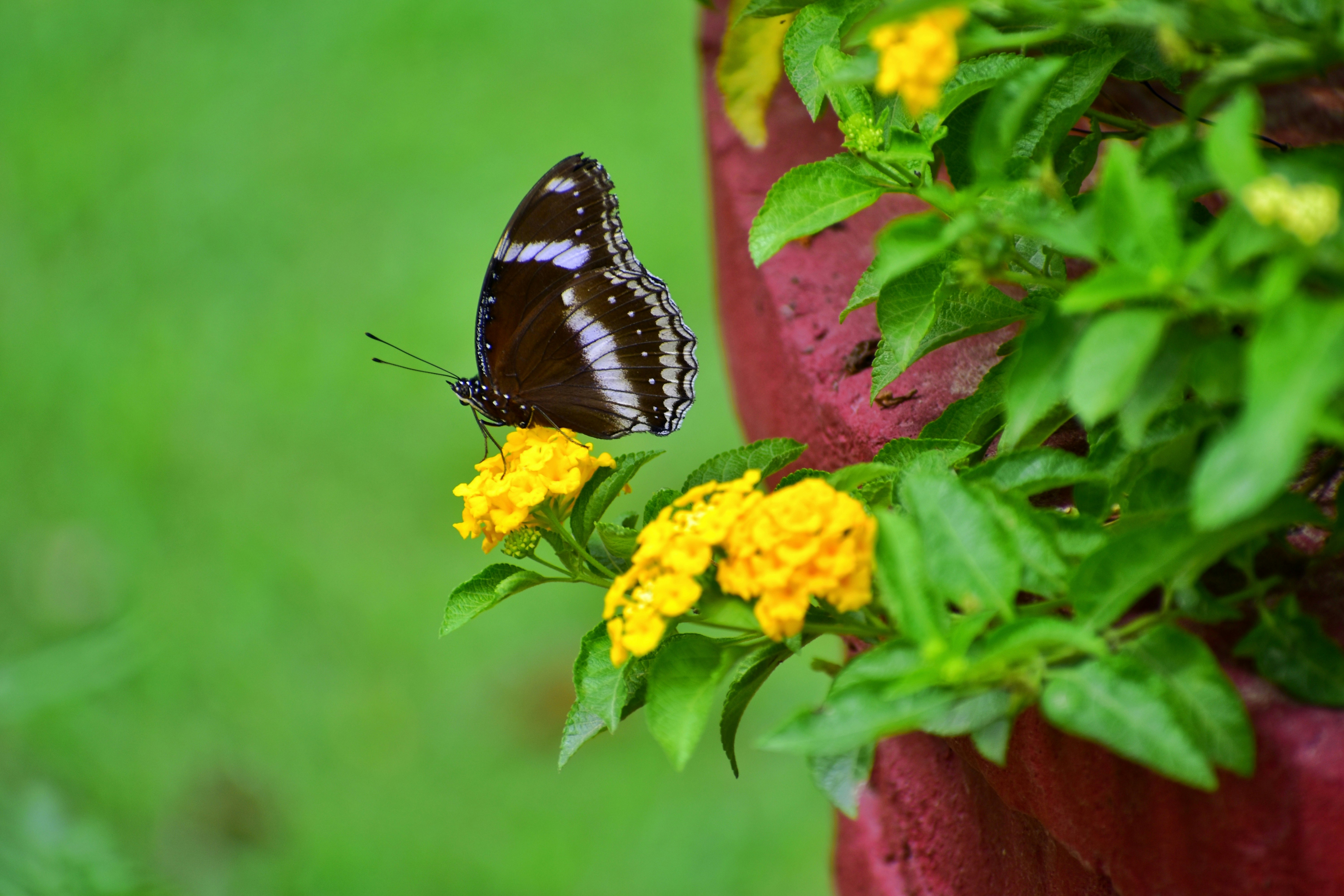 a butterfly sitting on top of a yellow flower