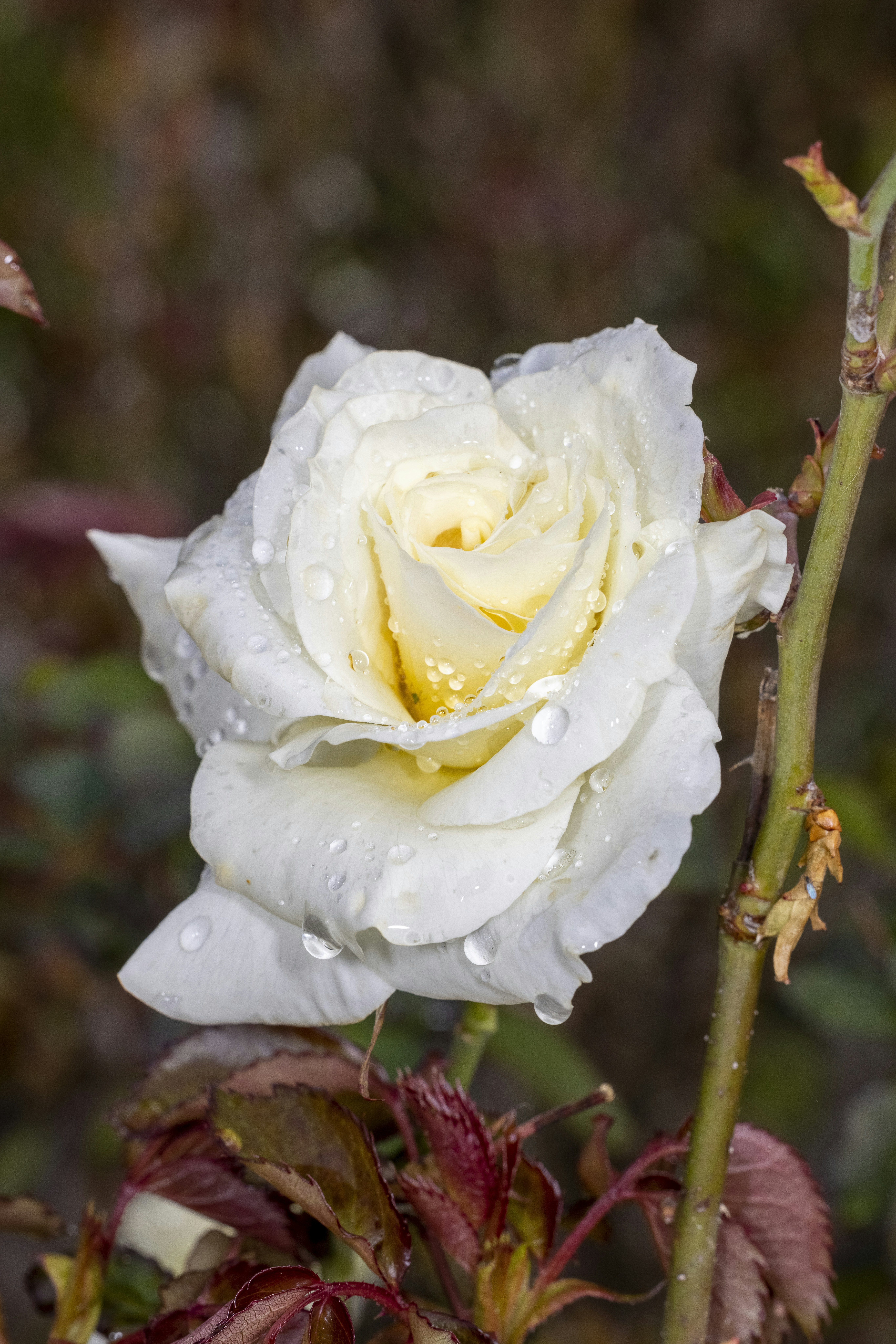Was Bedeutet Eine Weie Rose