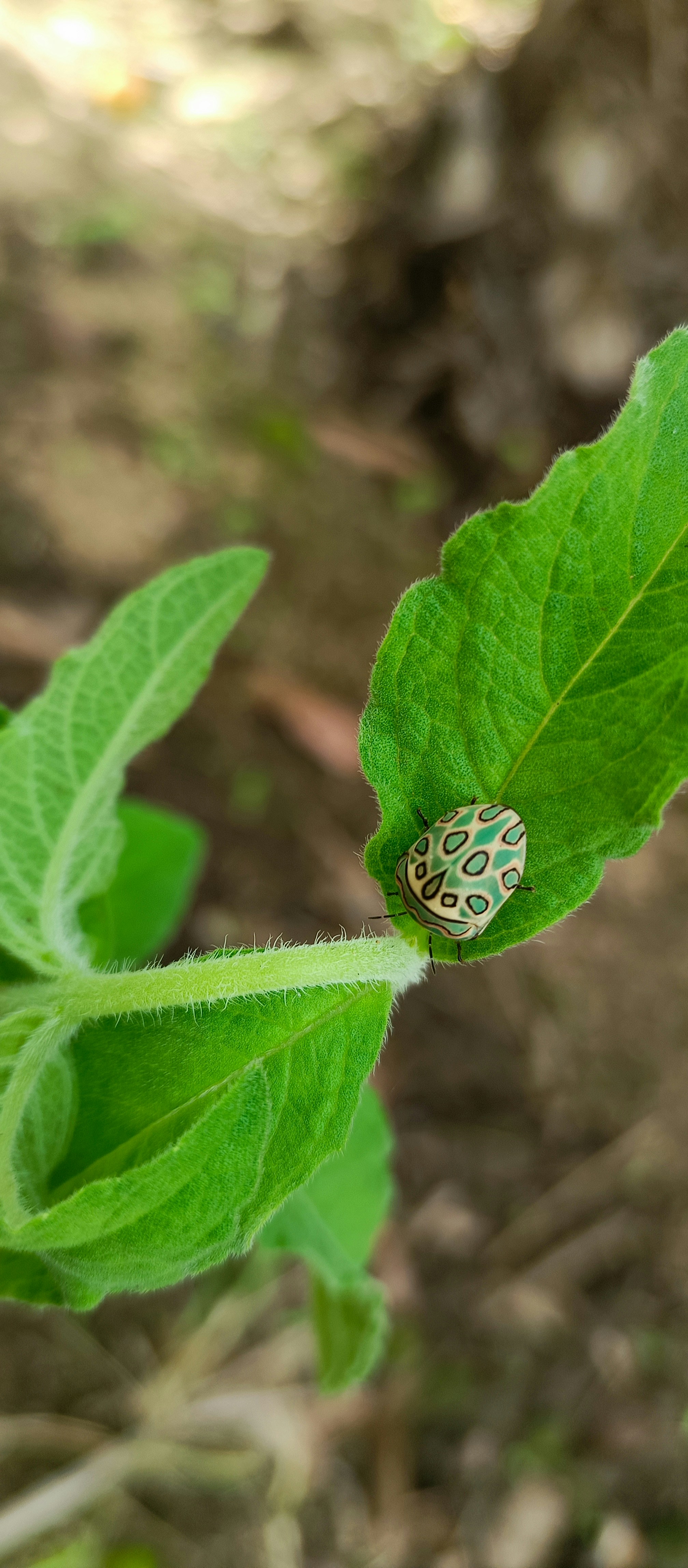 a bug sitting on top of a green leaf