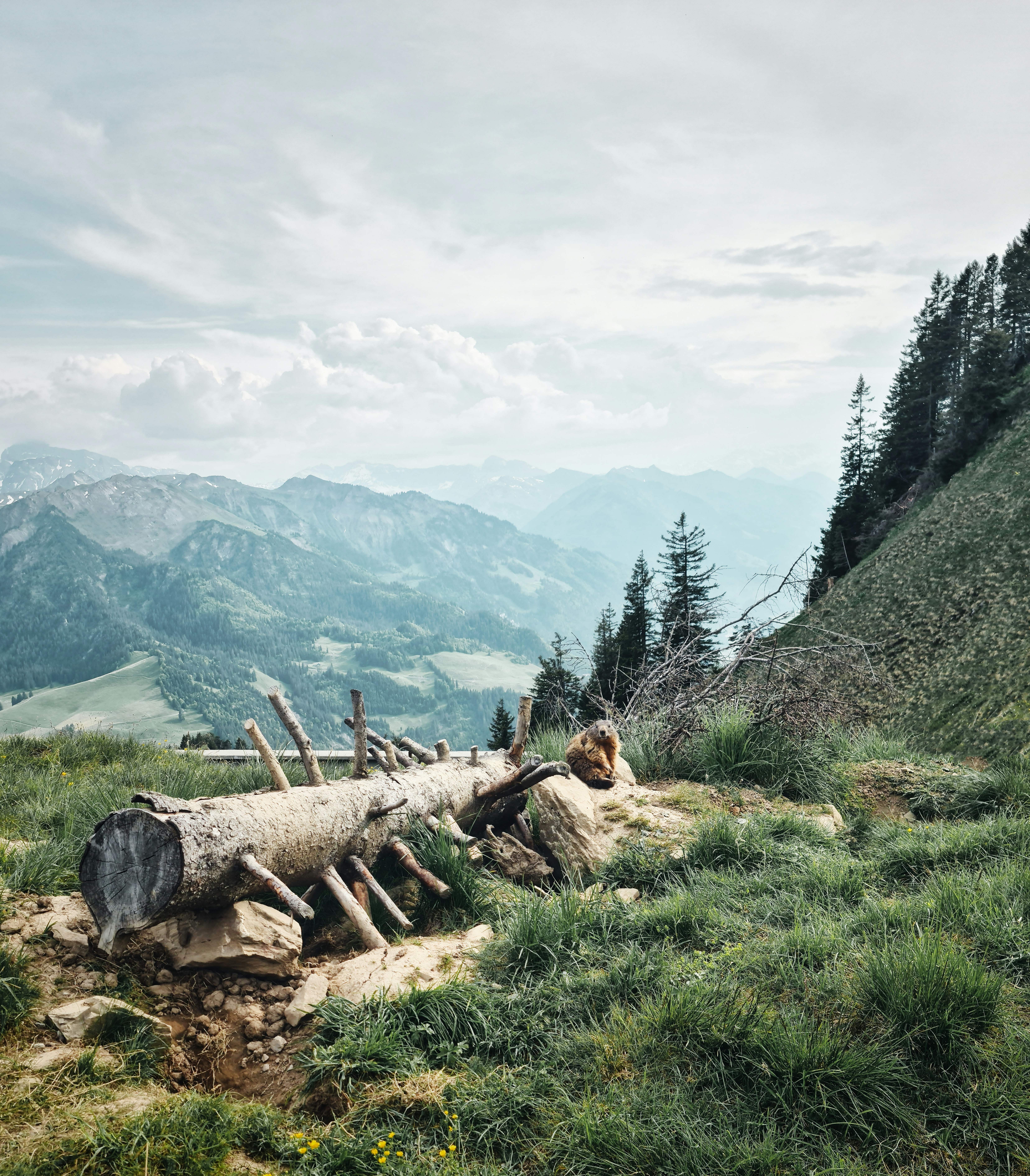 A fallen log rests on a grassy slope, surrounded by mountains and trees under a cloudy sky.