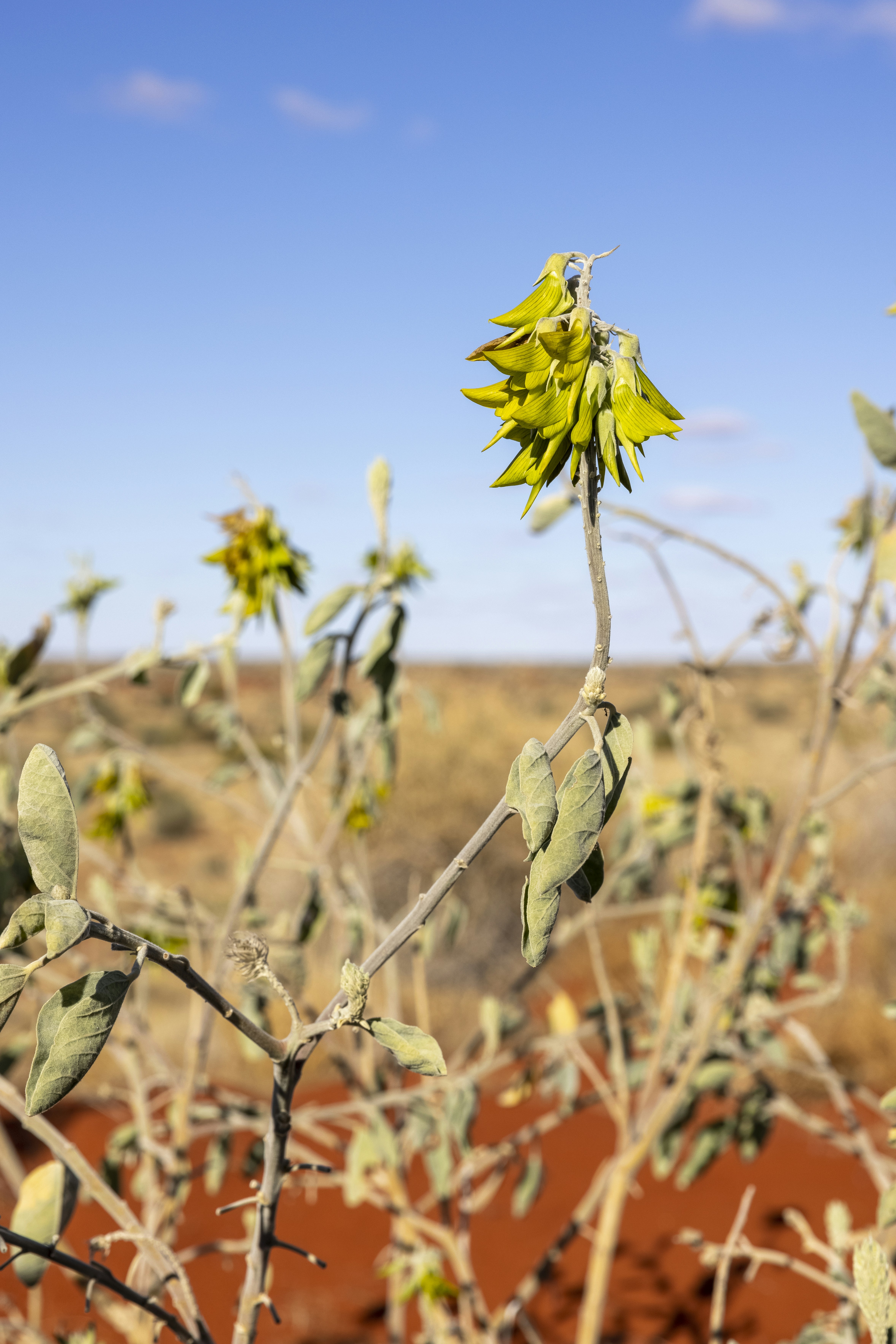 Desert Bloom at Noon: A Lone Yellow Flower Reaches Toward the Sky
