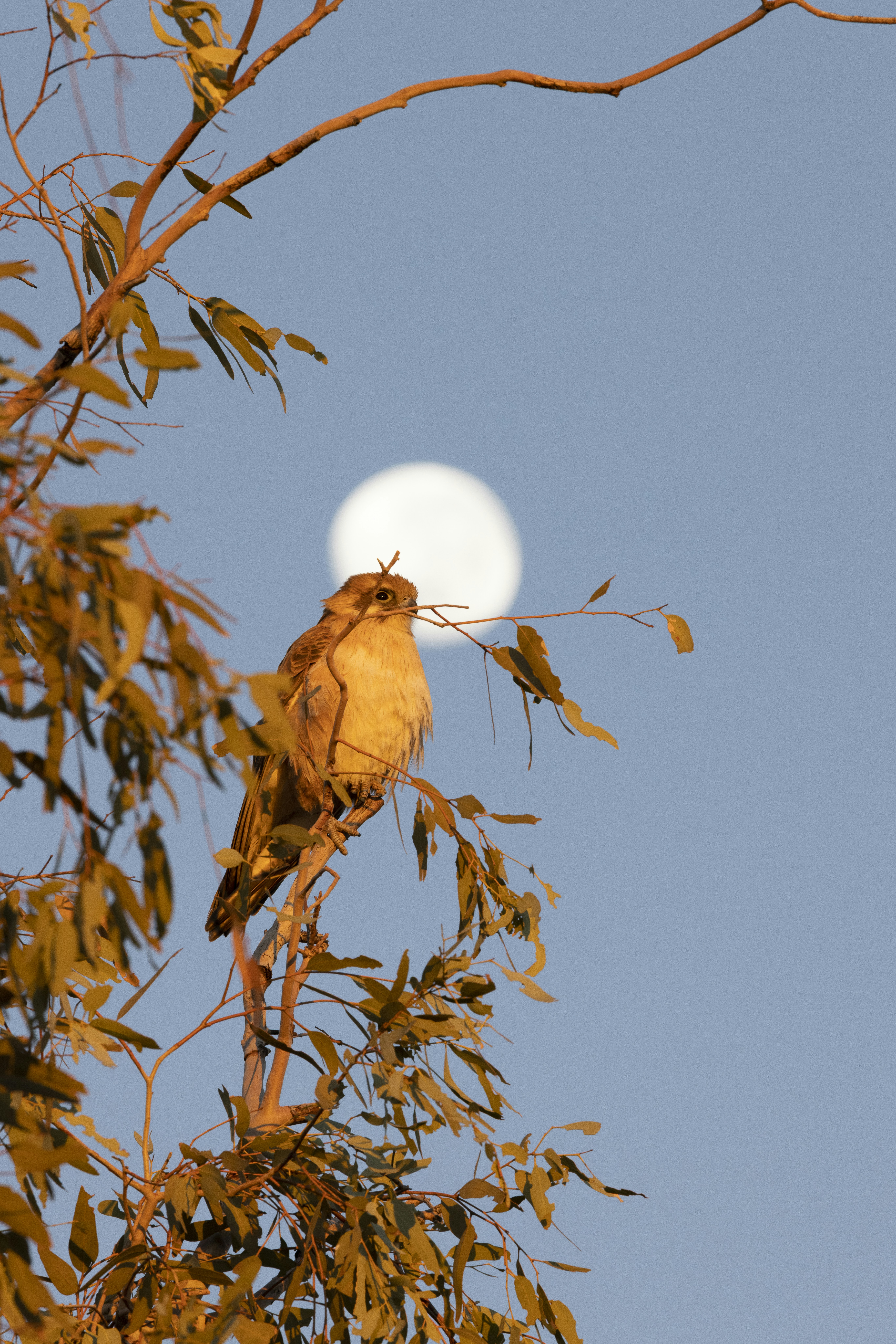 Moonhalo on a Branch: A Little Bird in Autumn Light