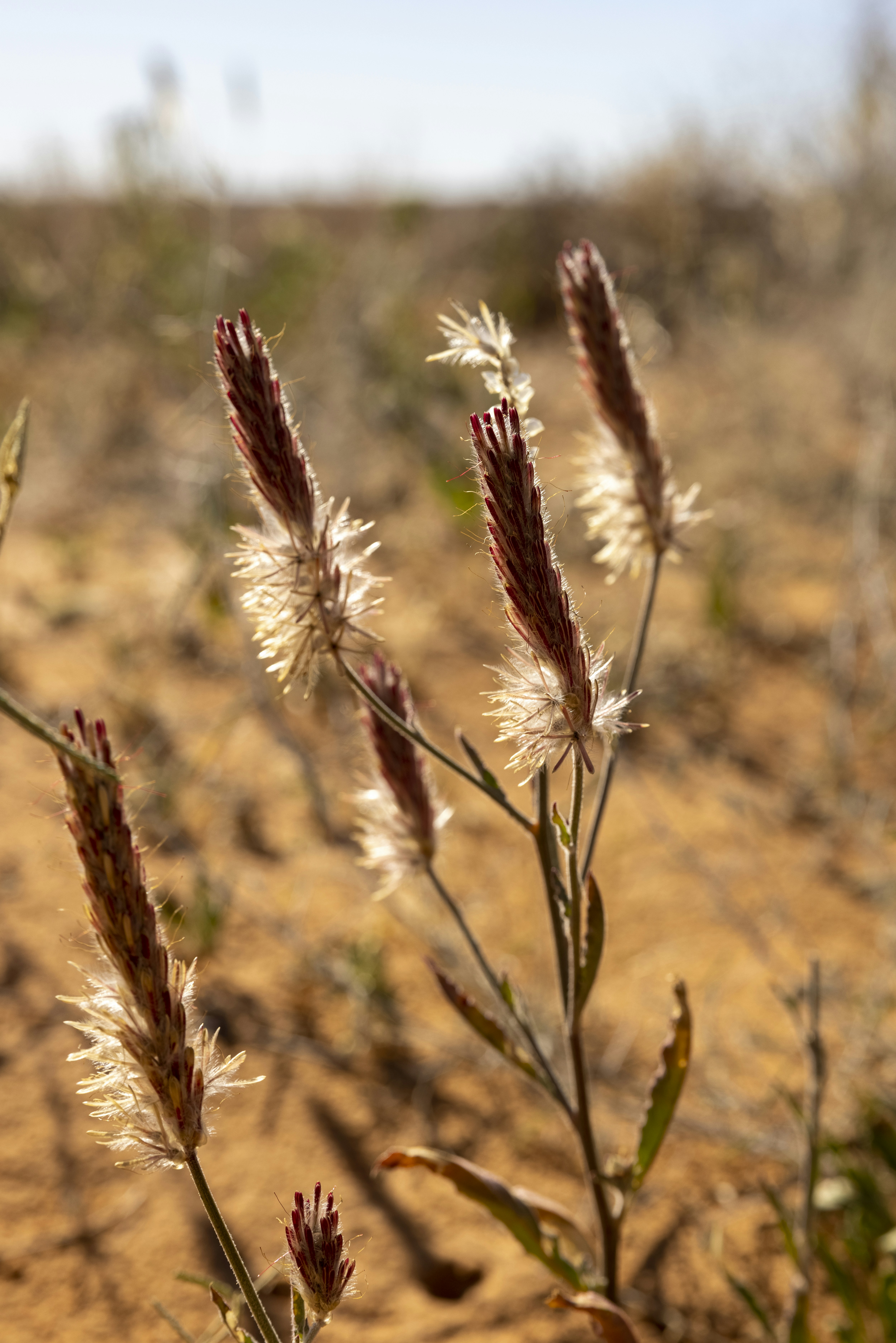 Gold-Woven Seed Heads: A Close-Up in a Parched Field